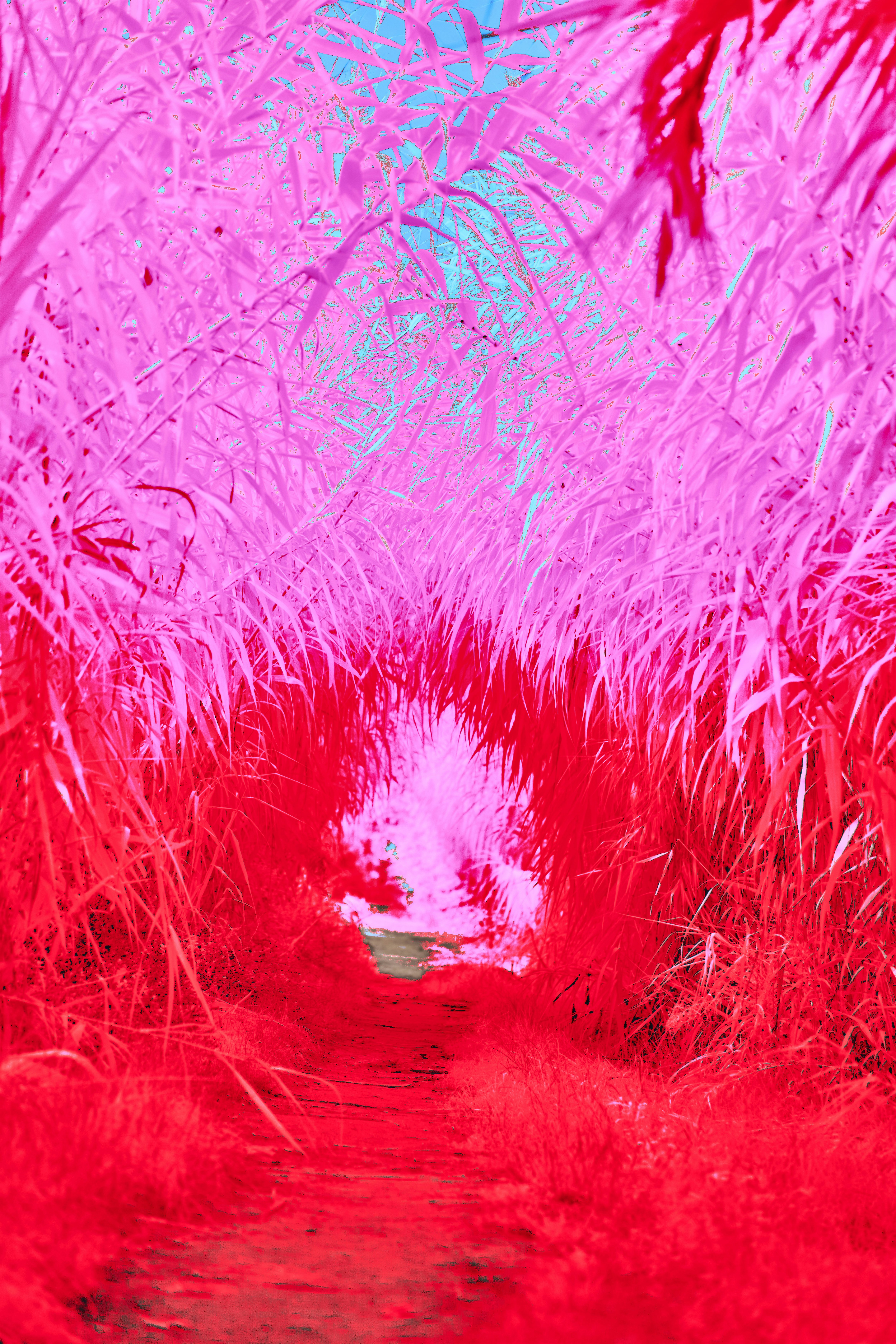 Crimson Canopy: A Surreal Pathway