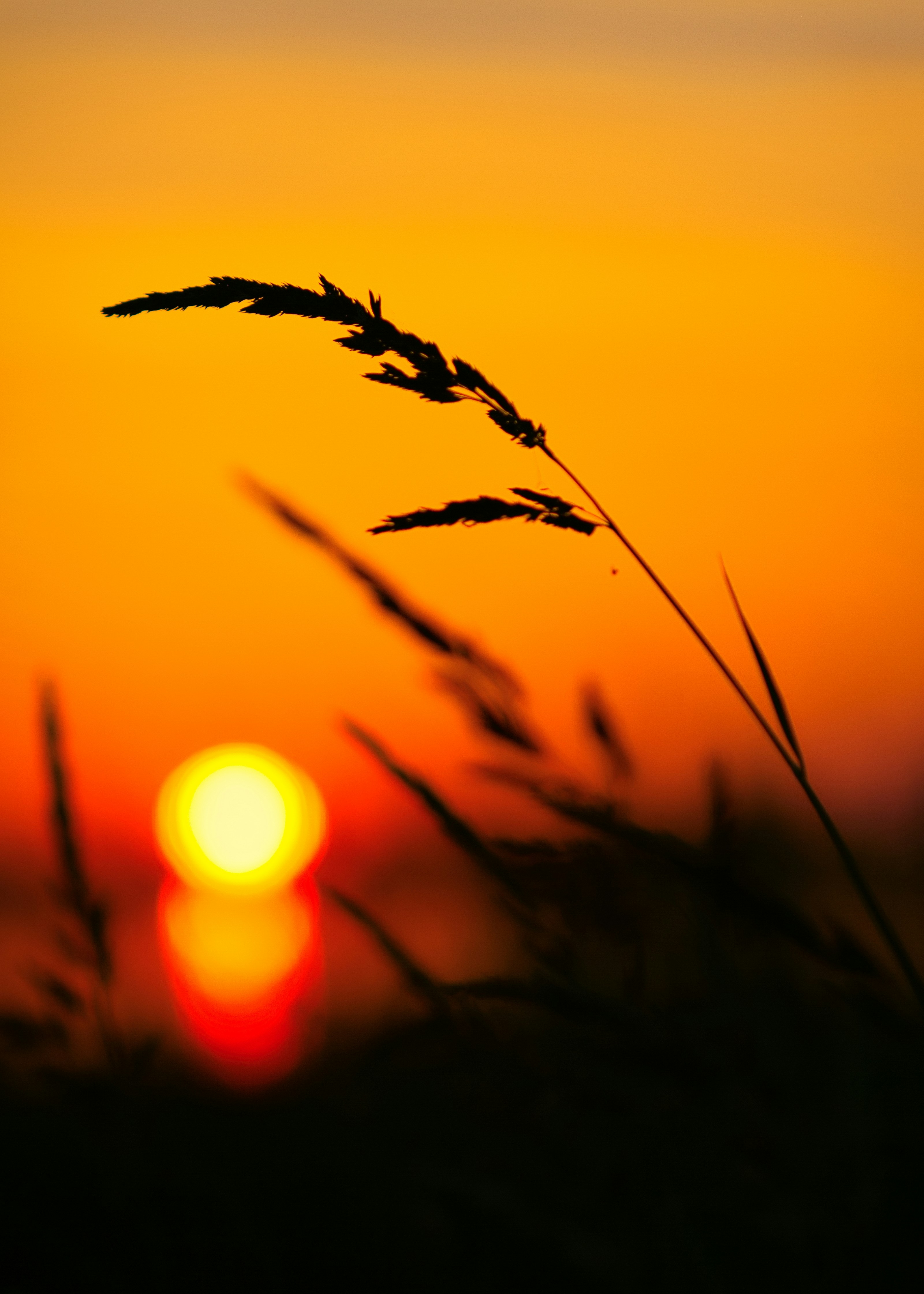 Silhouette of grass against a vibrant sunset, with the sun reflecting on the water's surface.