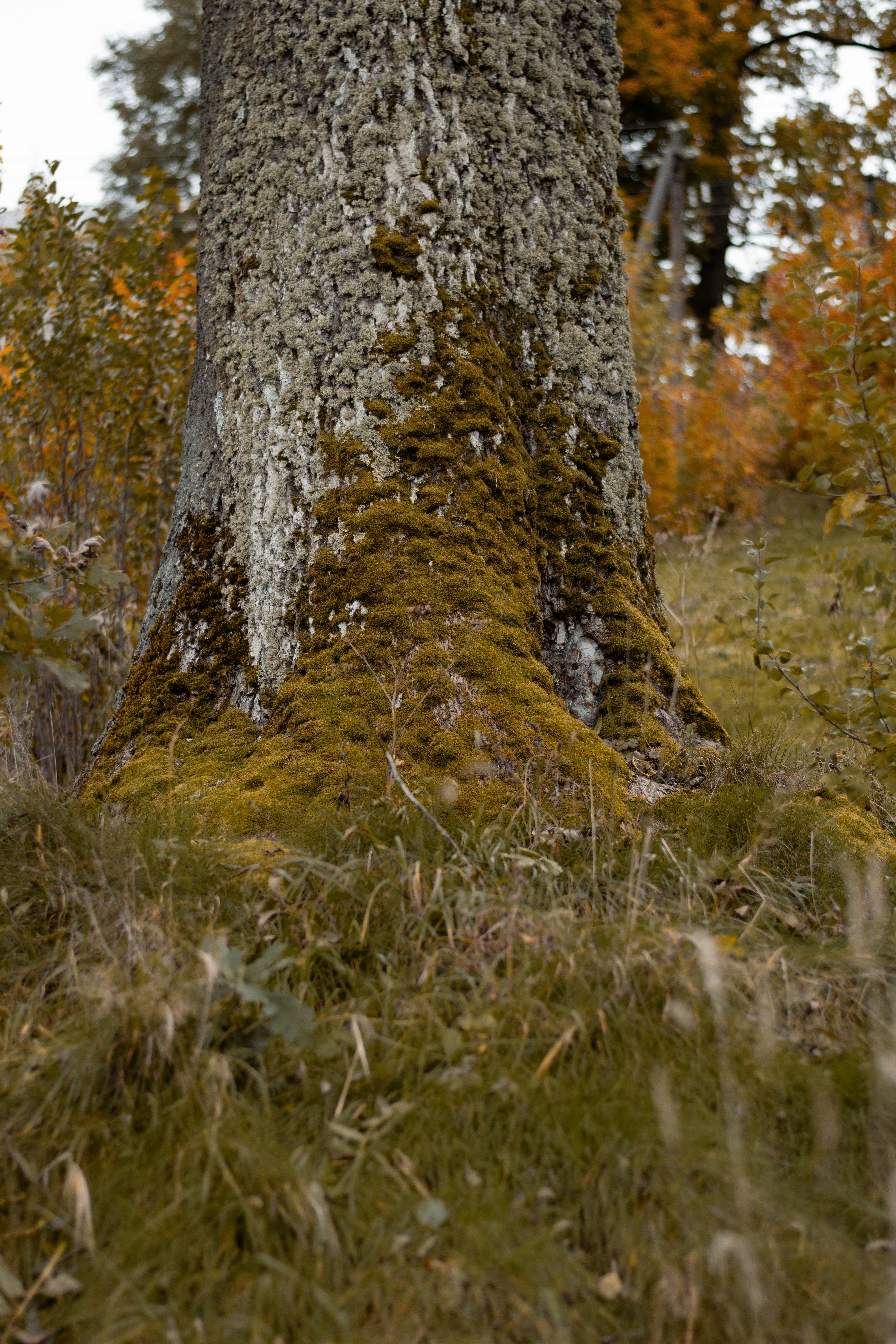 Nature's Textured Canvas