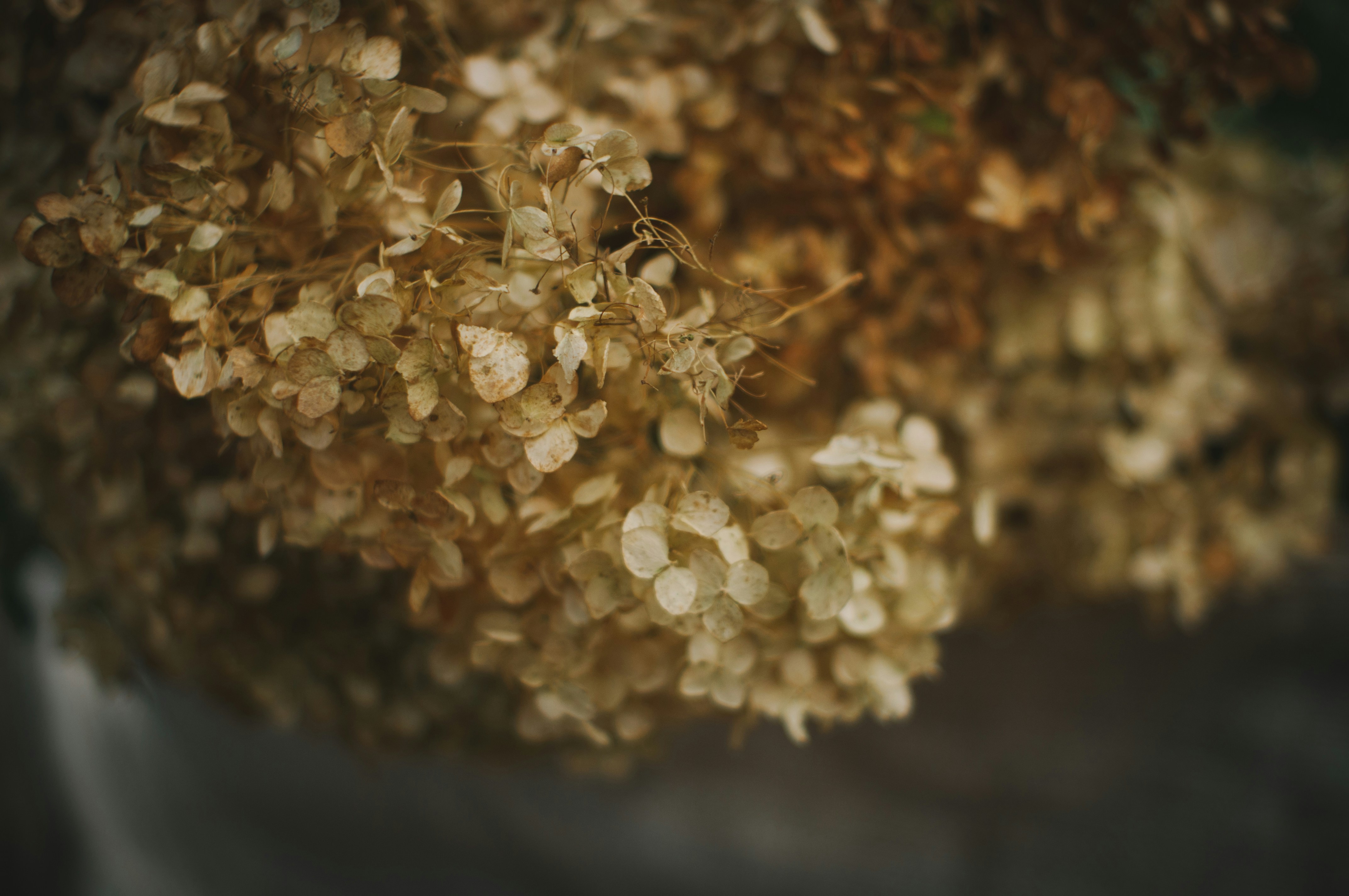 Whispers of Autumn: A Floral Memory
