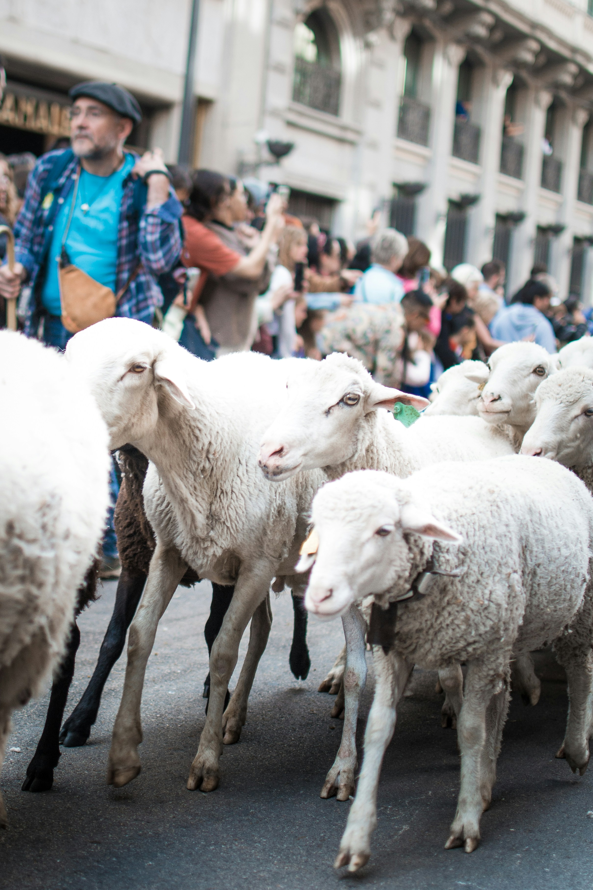 March of the Woolen Parade