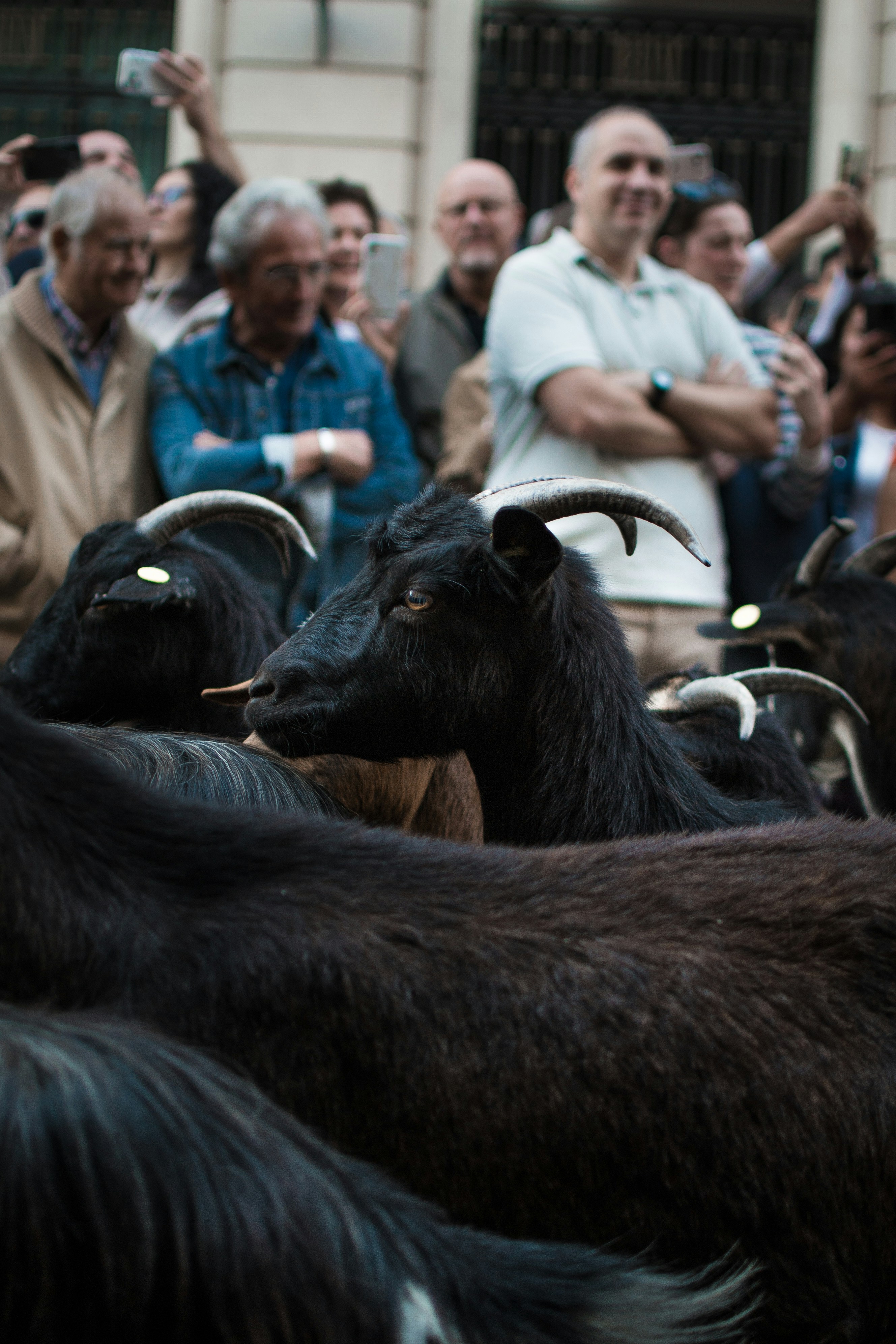 Black goats in a crowd of people watching people.