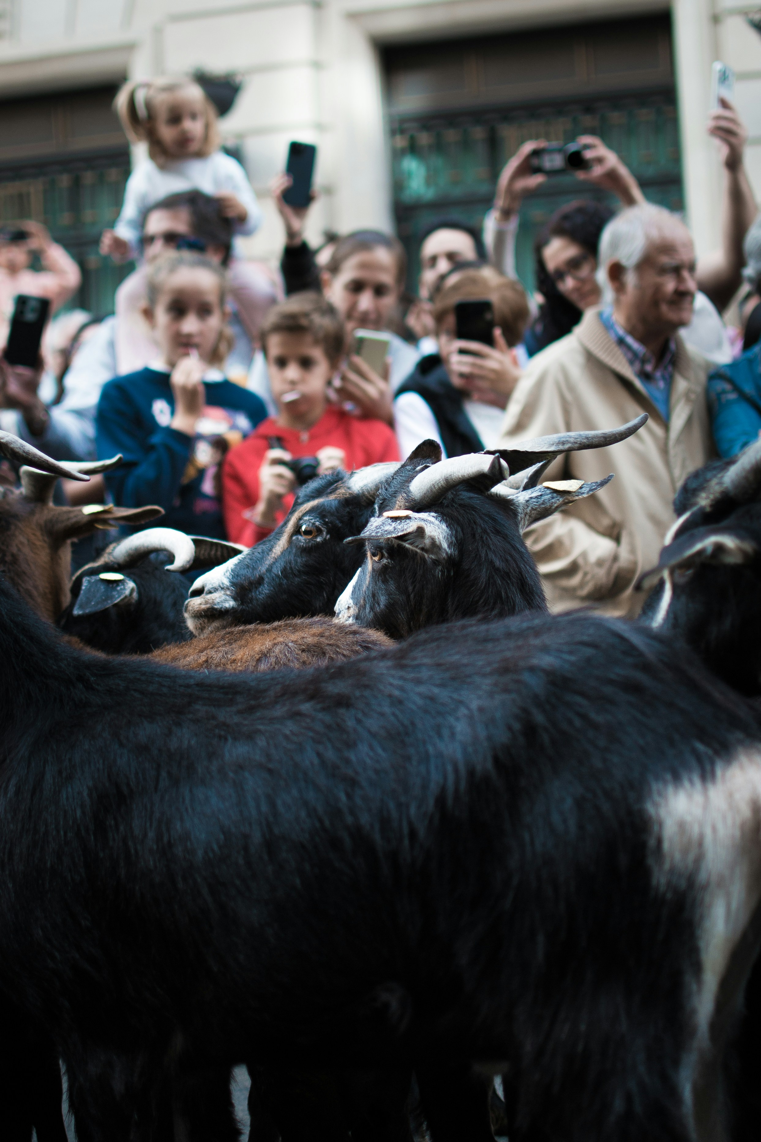 Urban Goat Parade: A City’s Unexpected Guests