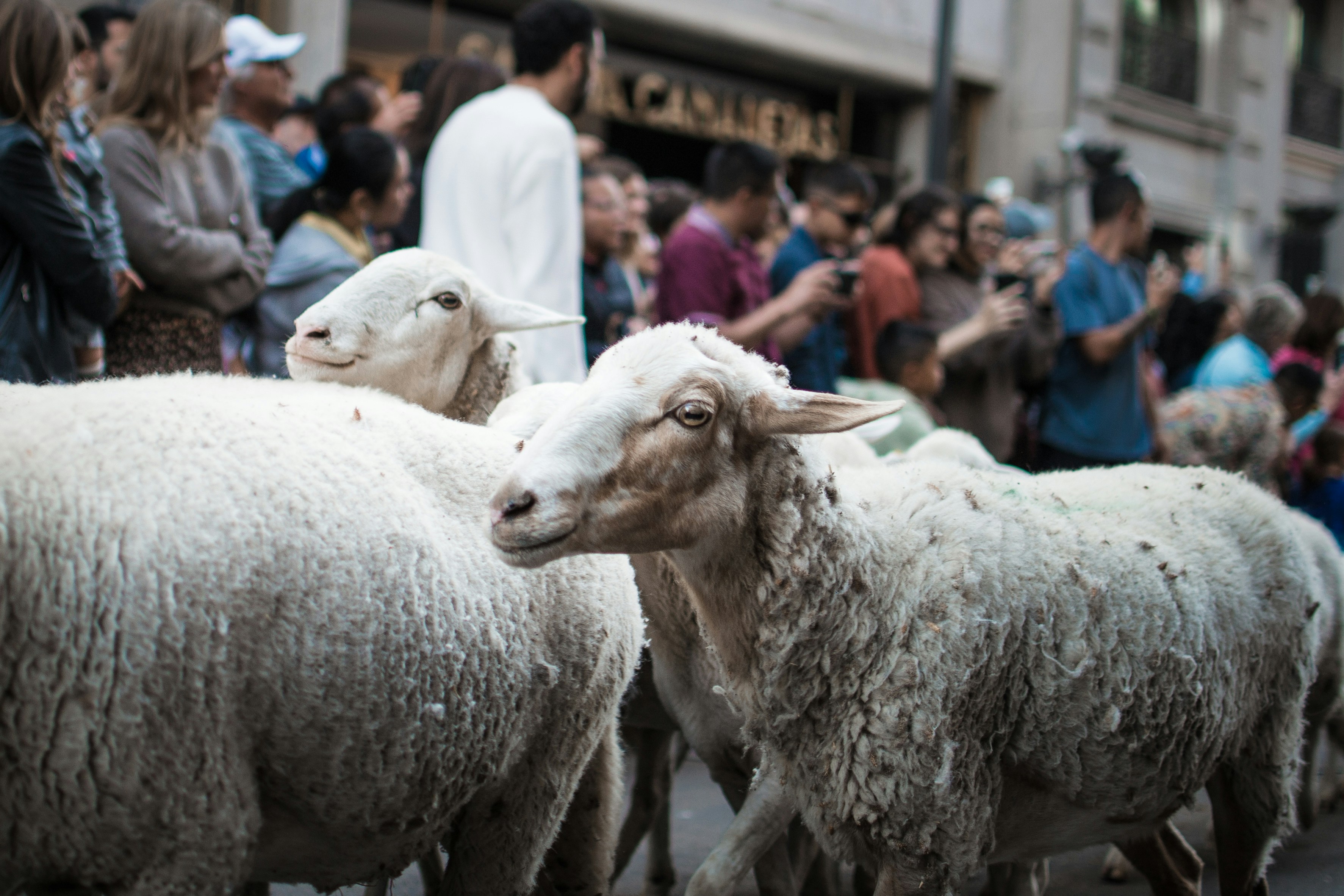 Wool Among the Watchers: A City Street Sheep Parade