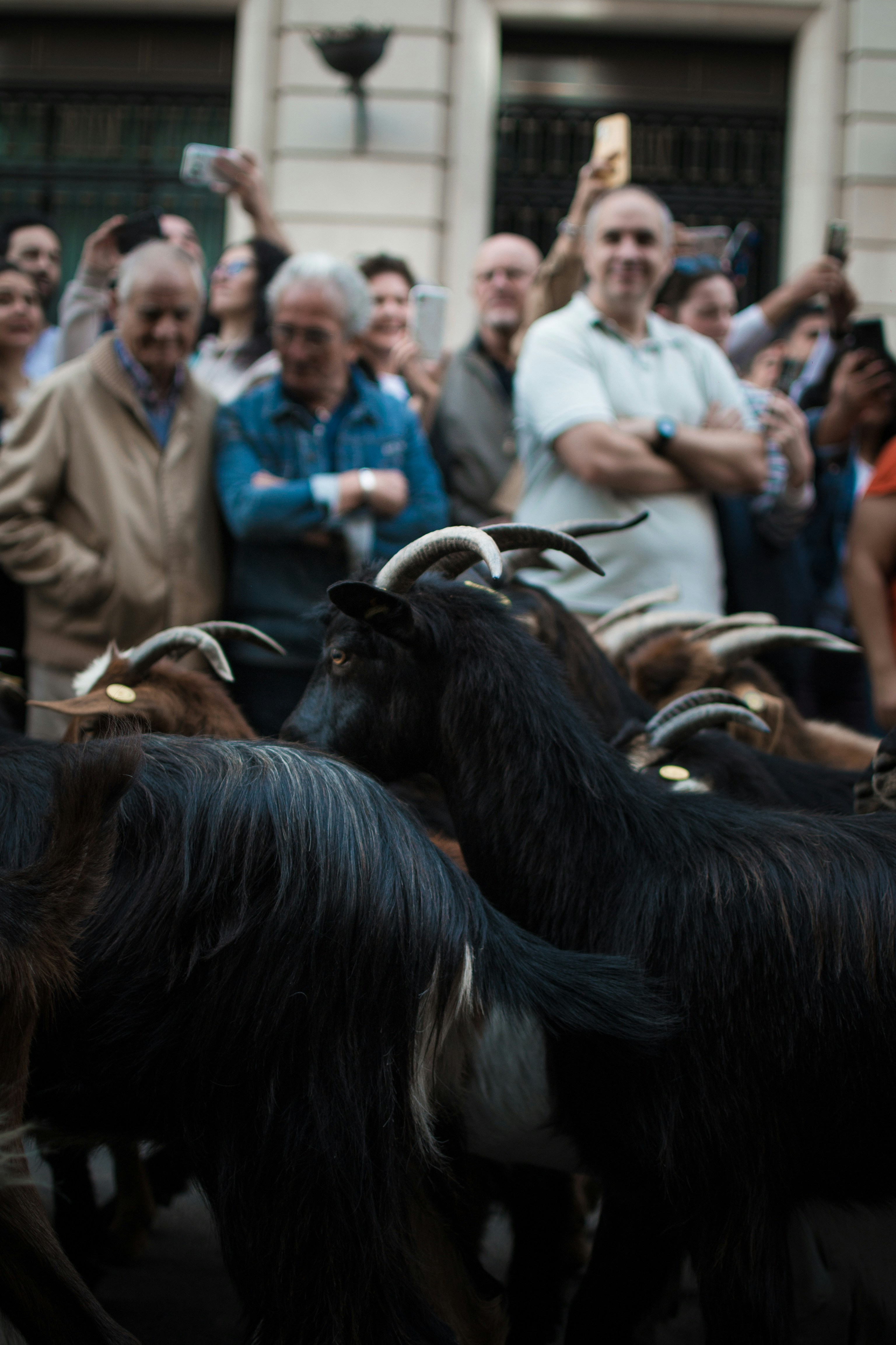 Center-Stage Goat Amid Curious City Spectators