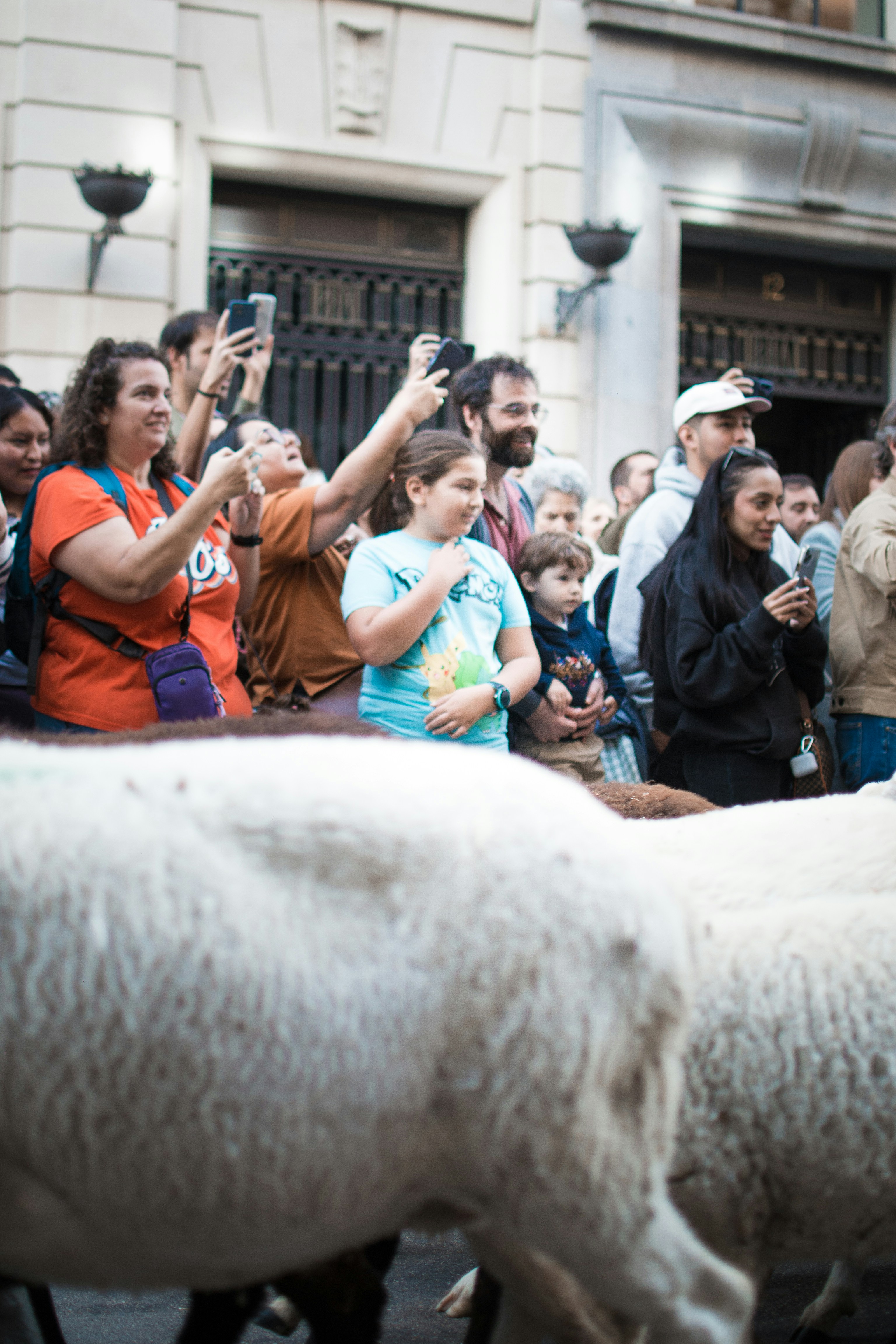 Phones Up as a Sheep Parade Unfolds on a City Street