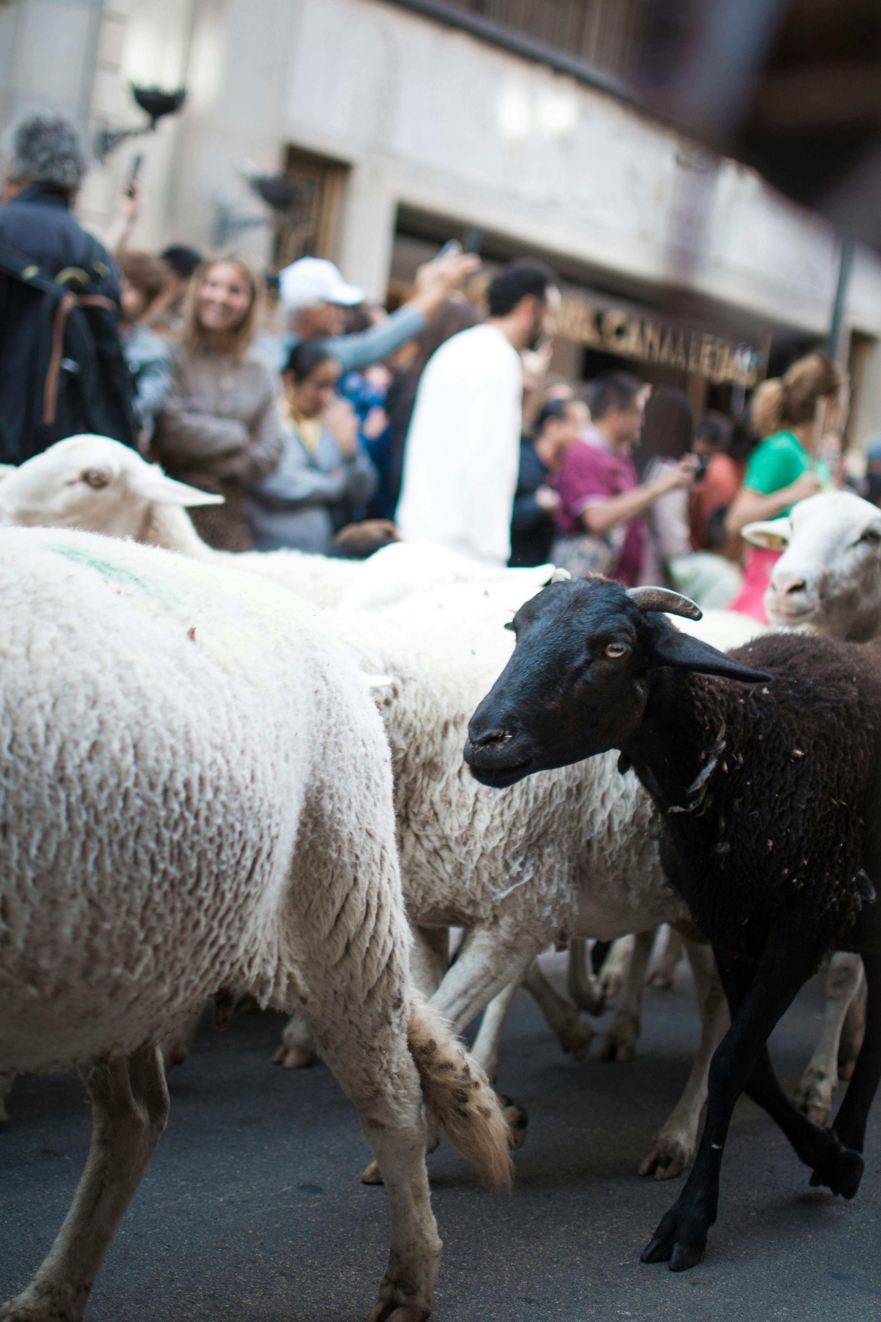 Urban Herd on Main Street: A Black Ram Among Curious Bystanders