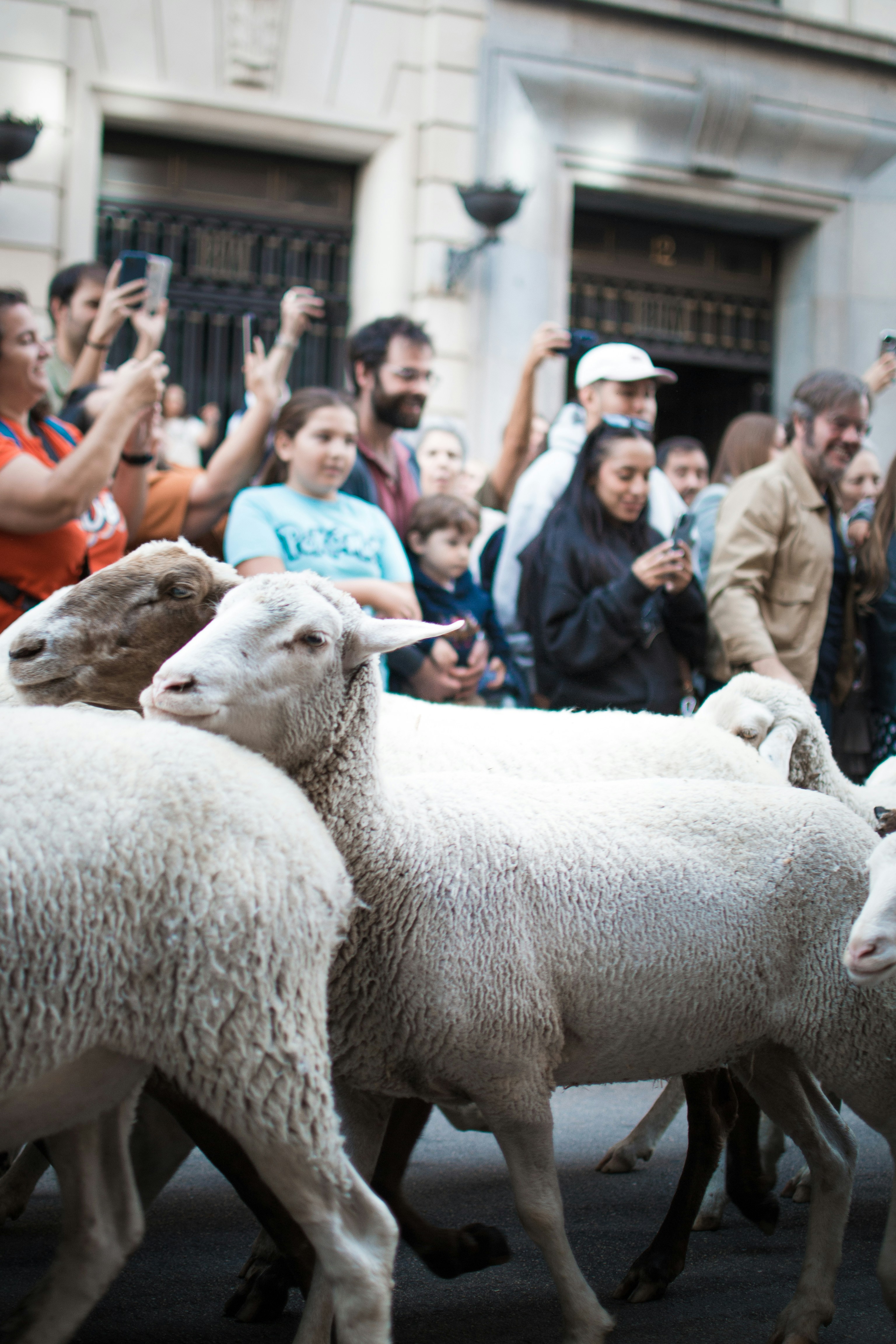 A herd of sheep moving through a bustling street, surrounded by onlookers capturing the moment on their phones.