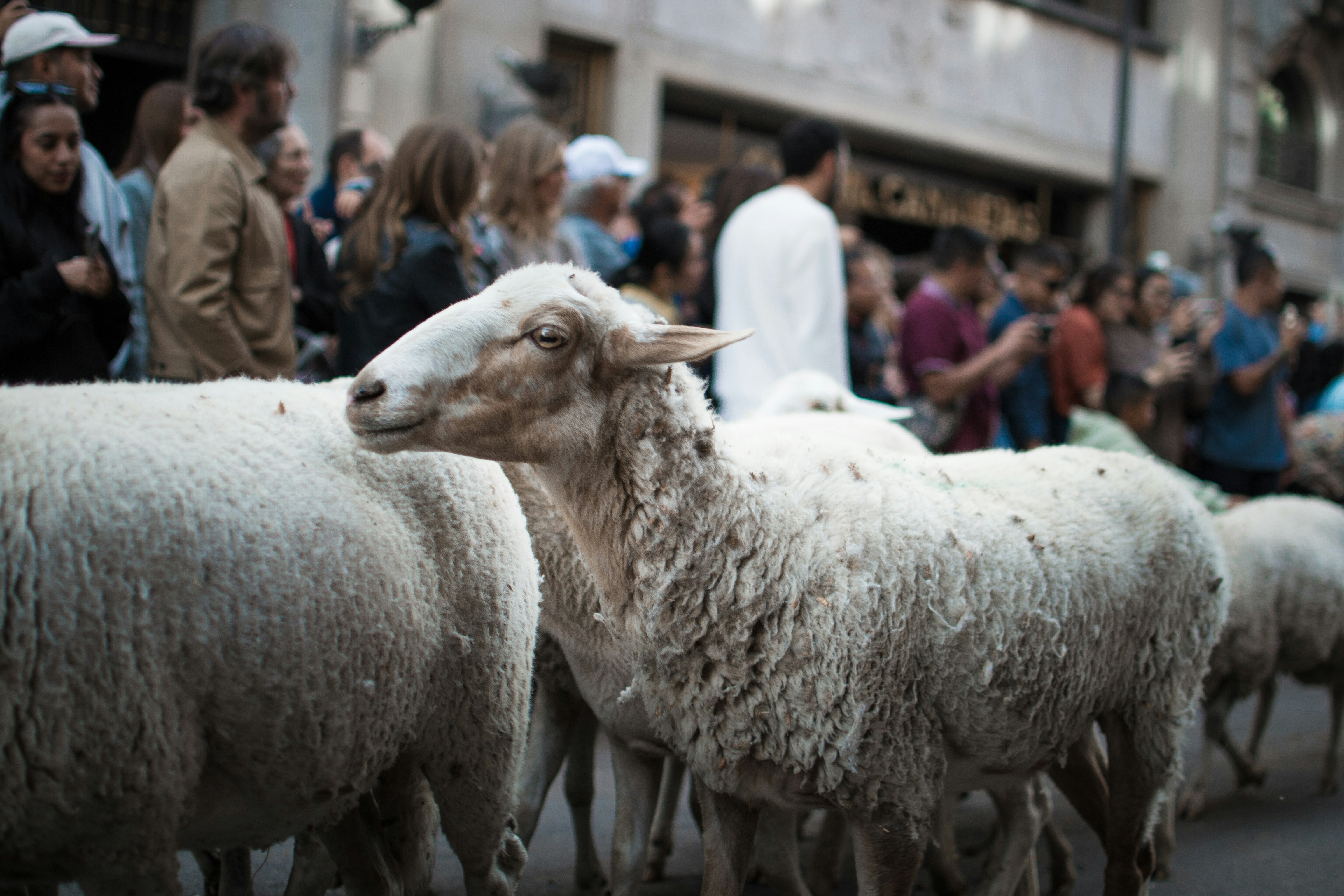 Urban Parade: A Calm White Sheep Threading Through a Curious City Crowd