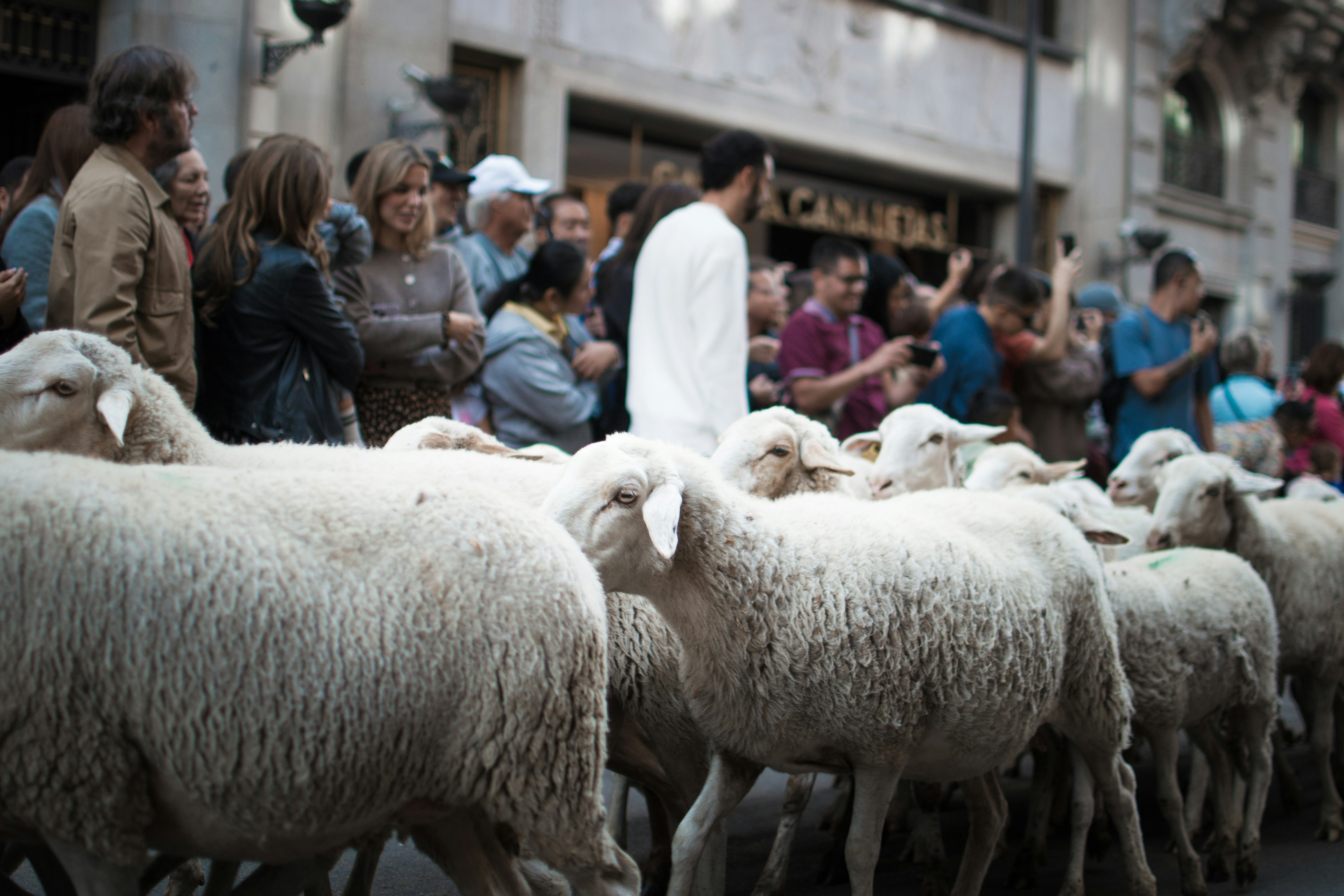 Woolly Procession Along a Historic Street