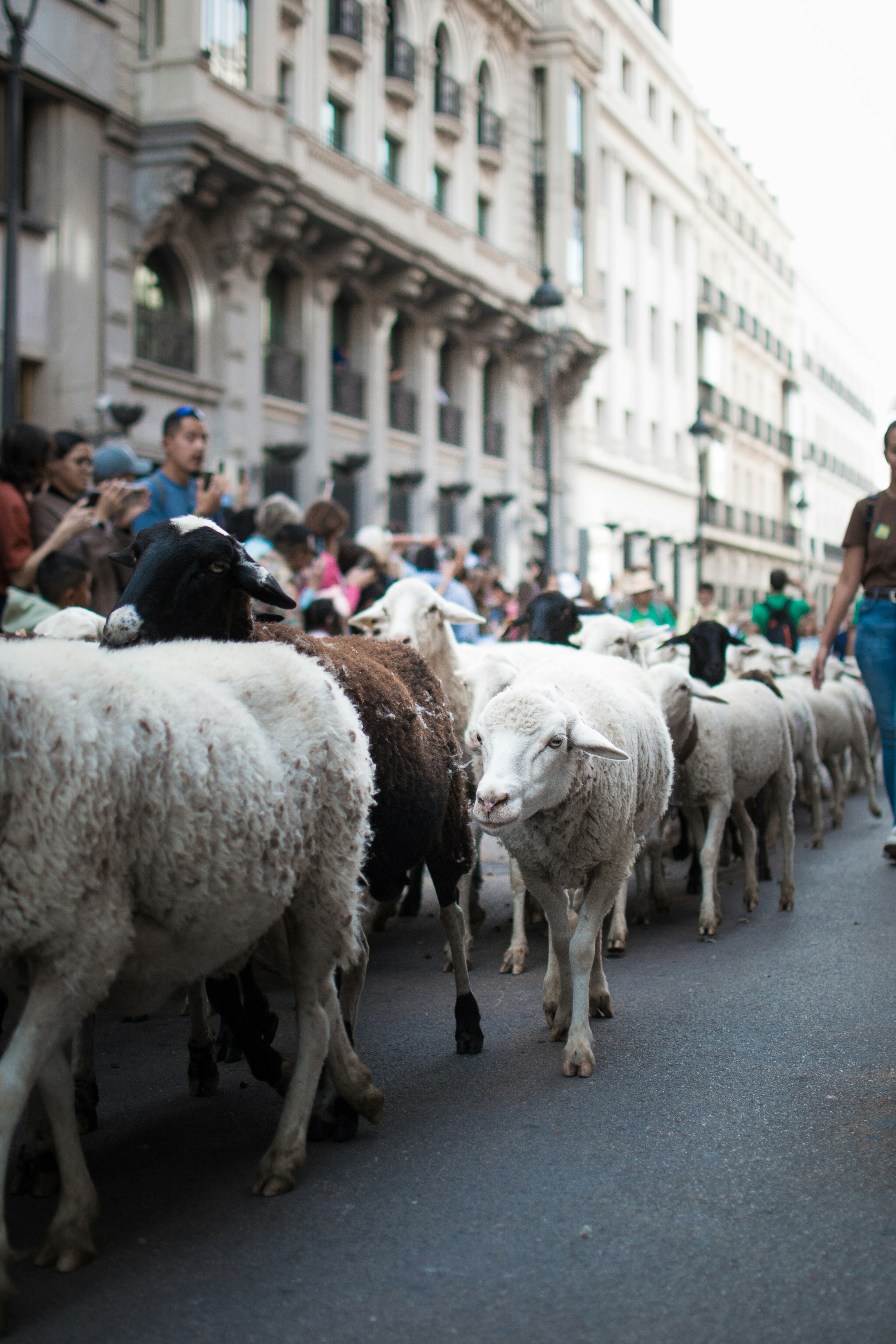 Concrete Street, Woolen Parade: Sheep Move Through a City Crowd