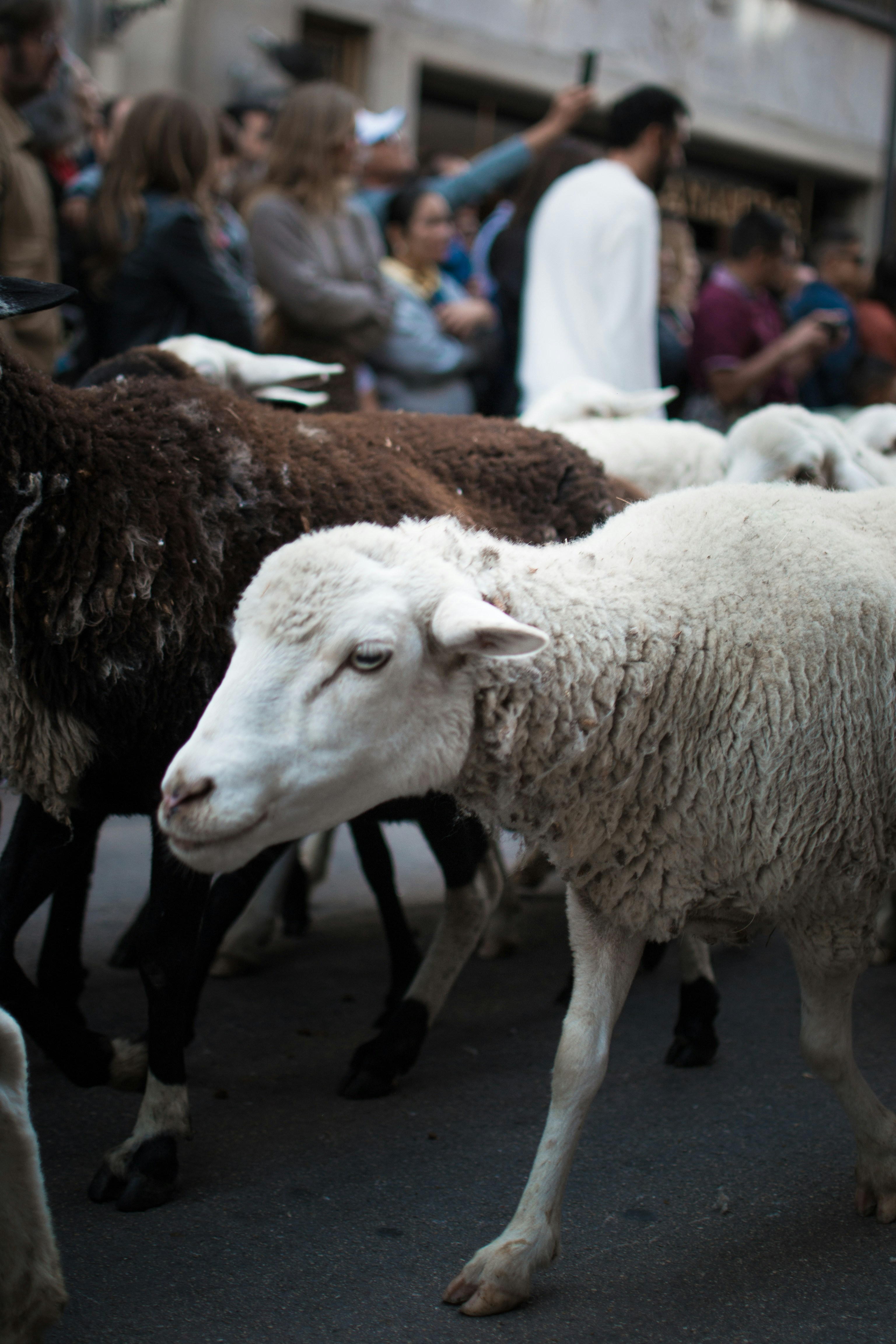 Front-Runner in the Wool Parade: A White Sheep Leads Amid Curious Bystanders