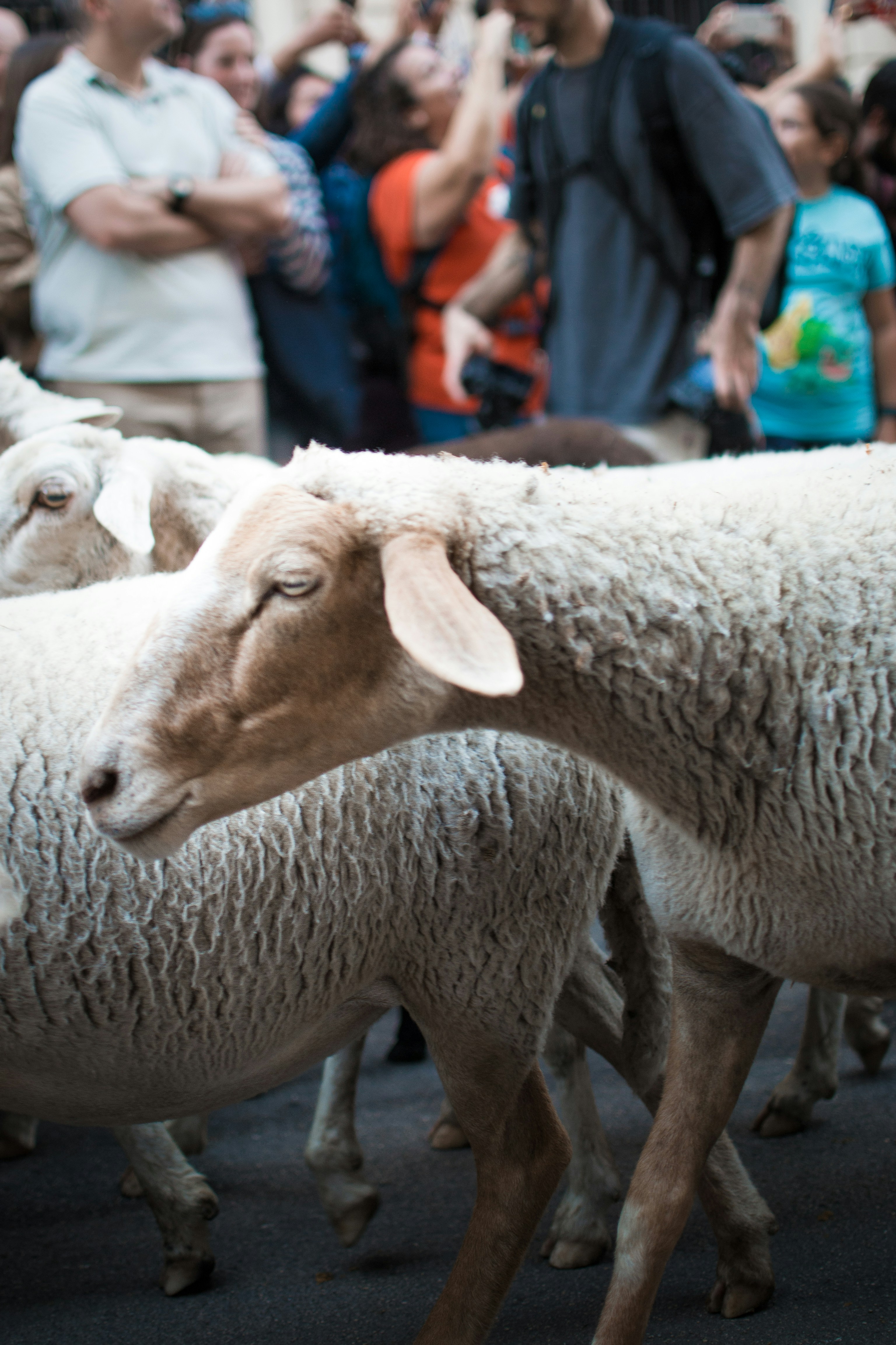 Woolly Parade Through a Crowded Street