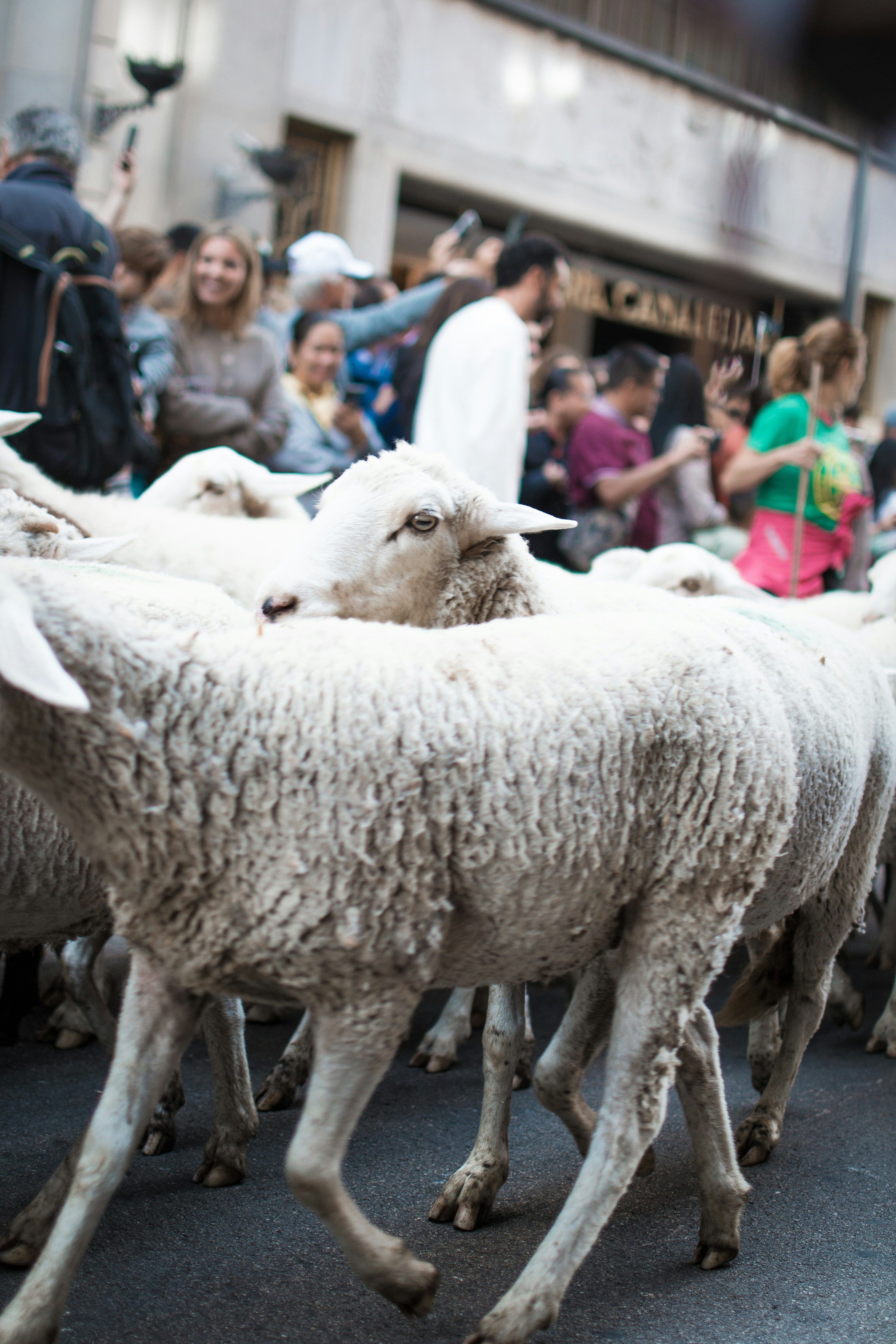 Woolly Parade Through a Crowded Street