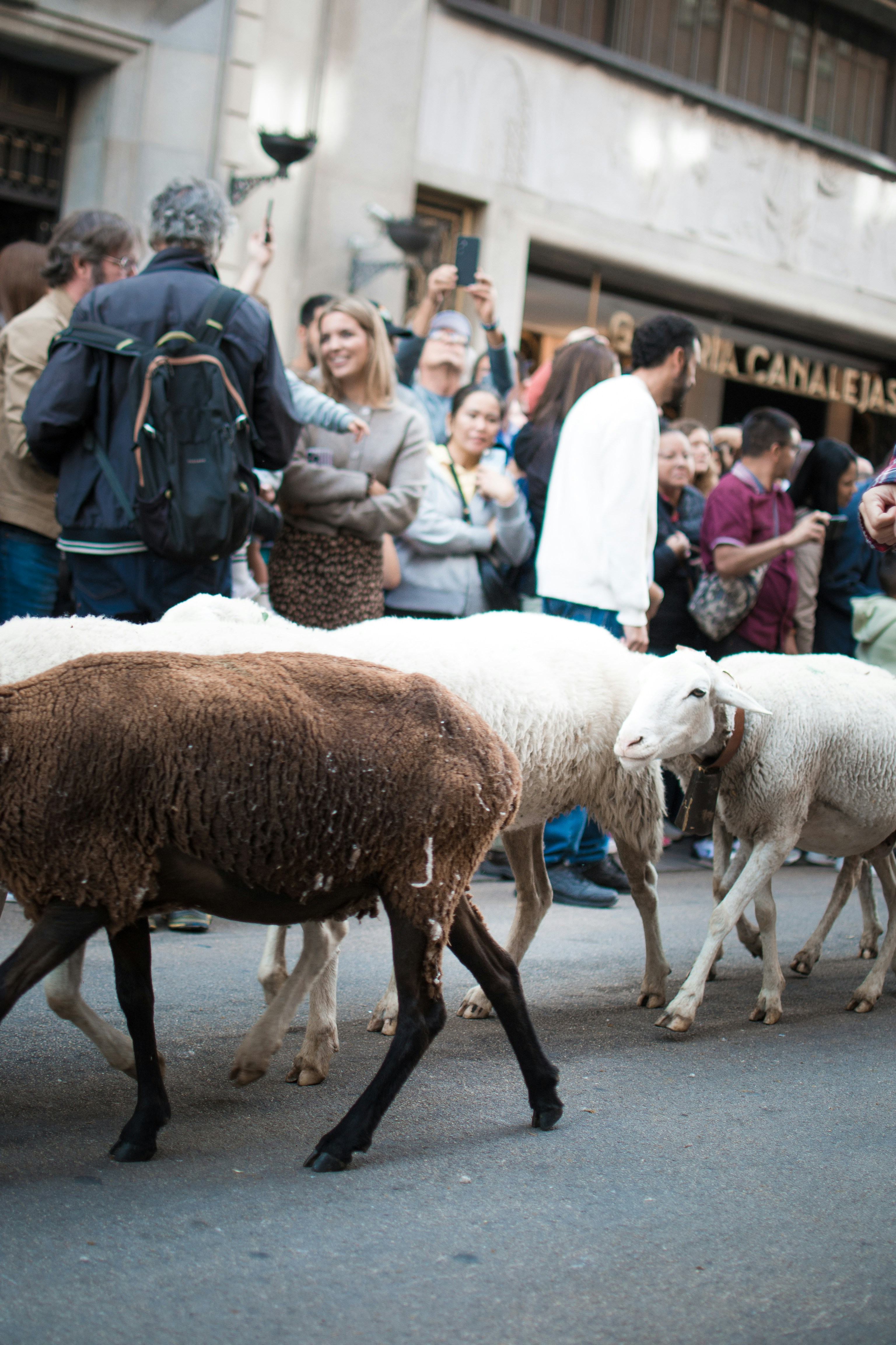 Wool on the Move: A Street Parade Amid a Curious City Crowd