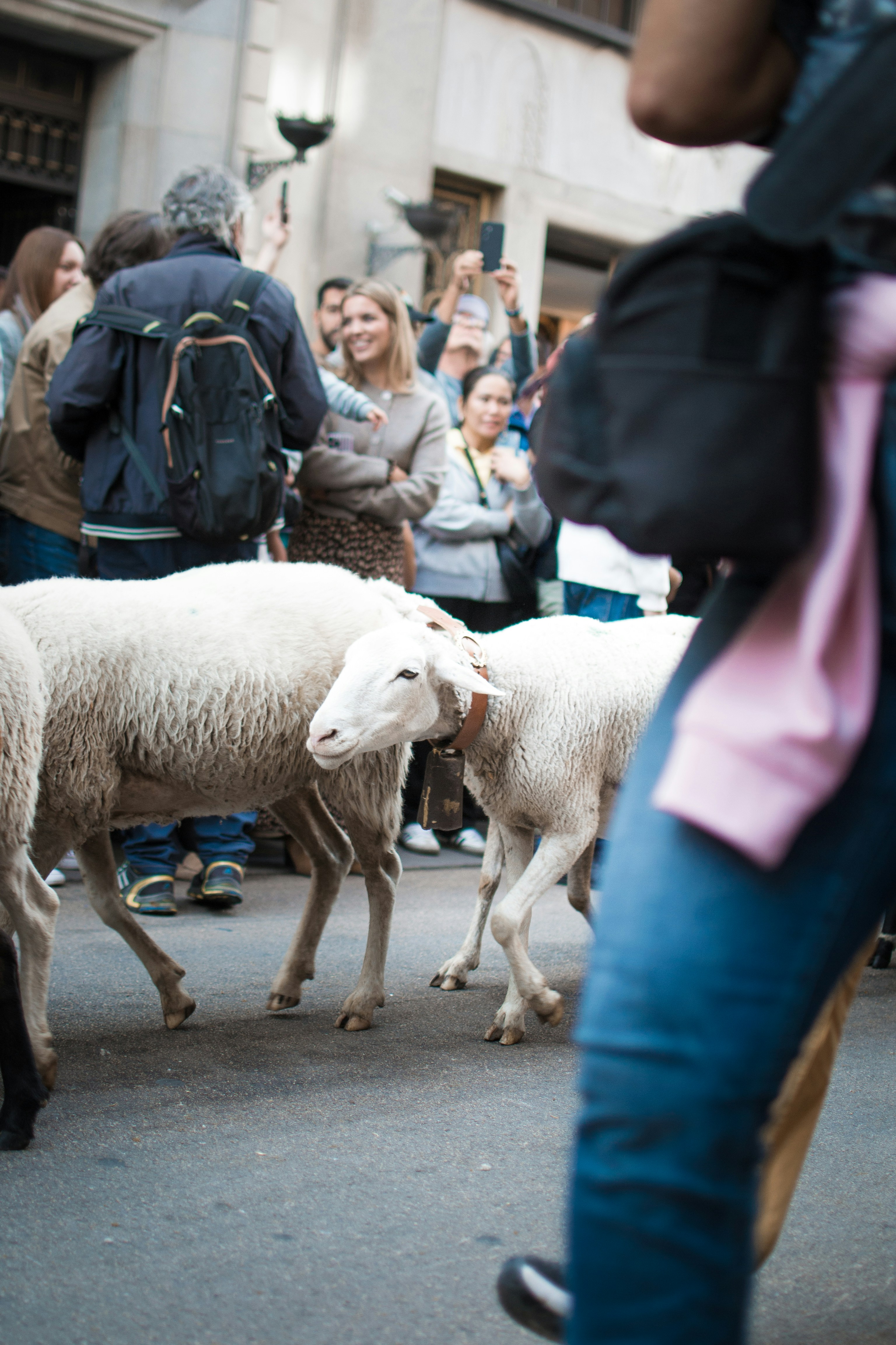 Pasture Parade: Sheep in a Bustling City Street