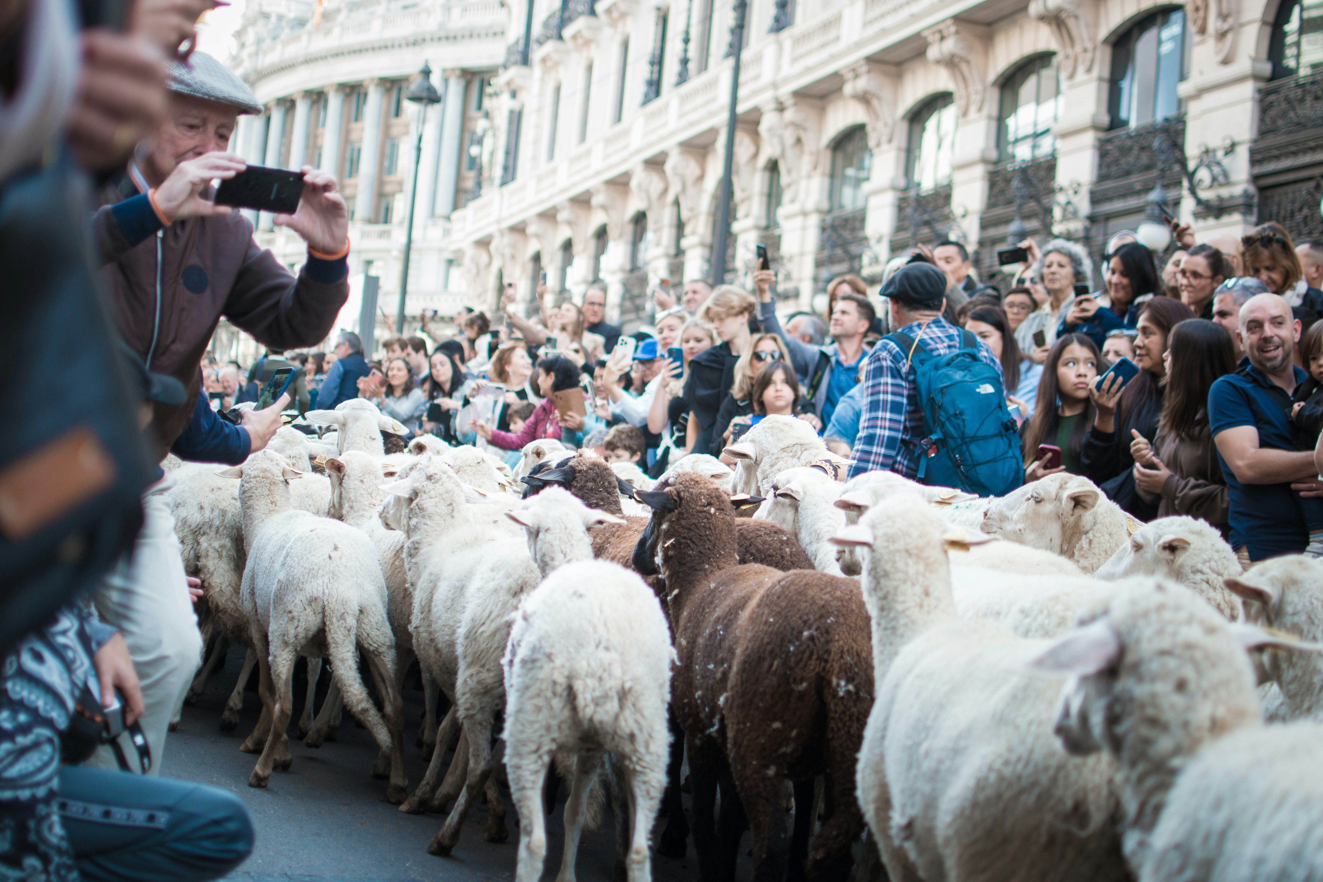 Urban Sheep Parade: A Unique City Encounter