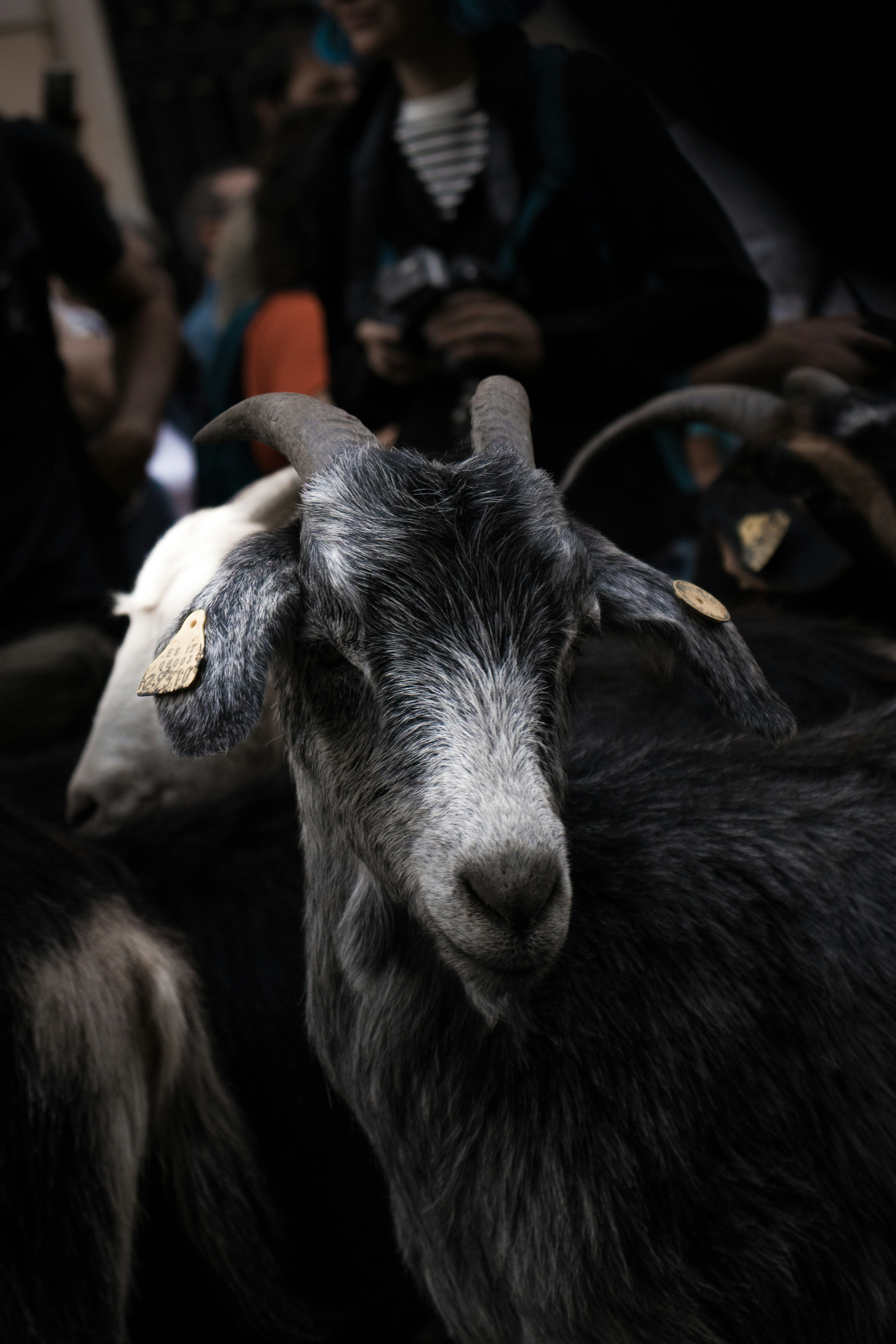 A close-up of a goat with grey fur
