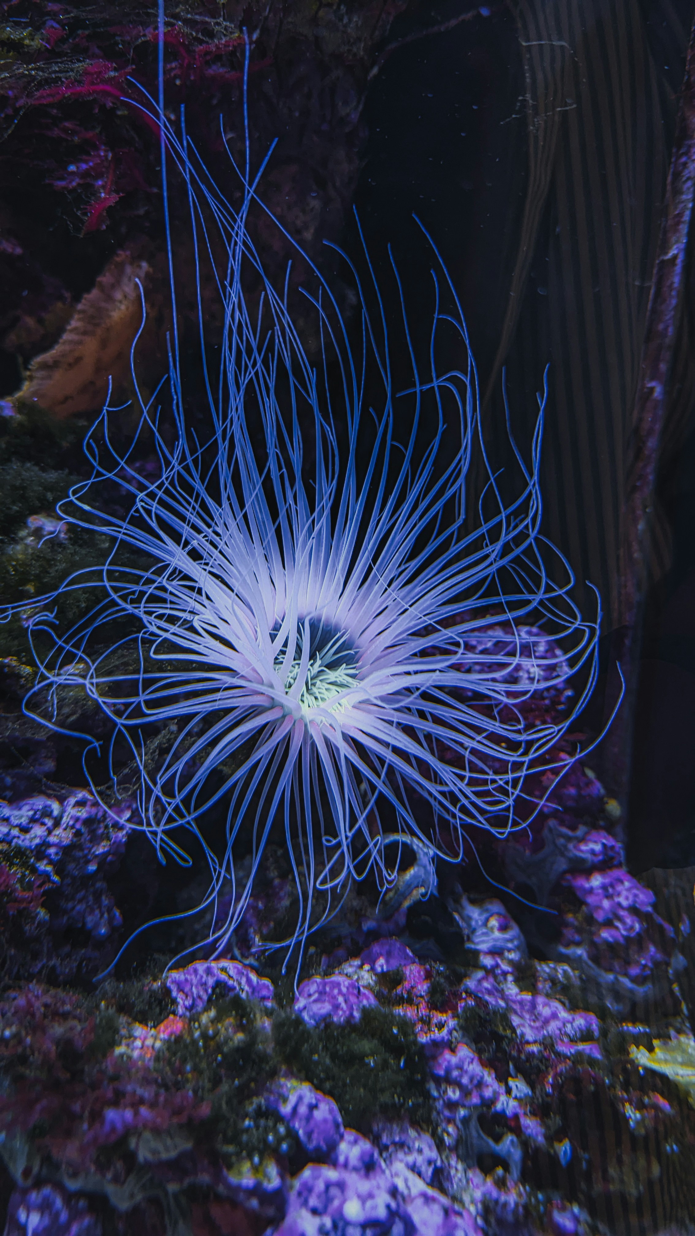 Ethereal Dance of the Sea Anemone