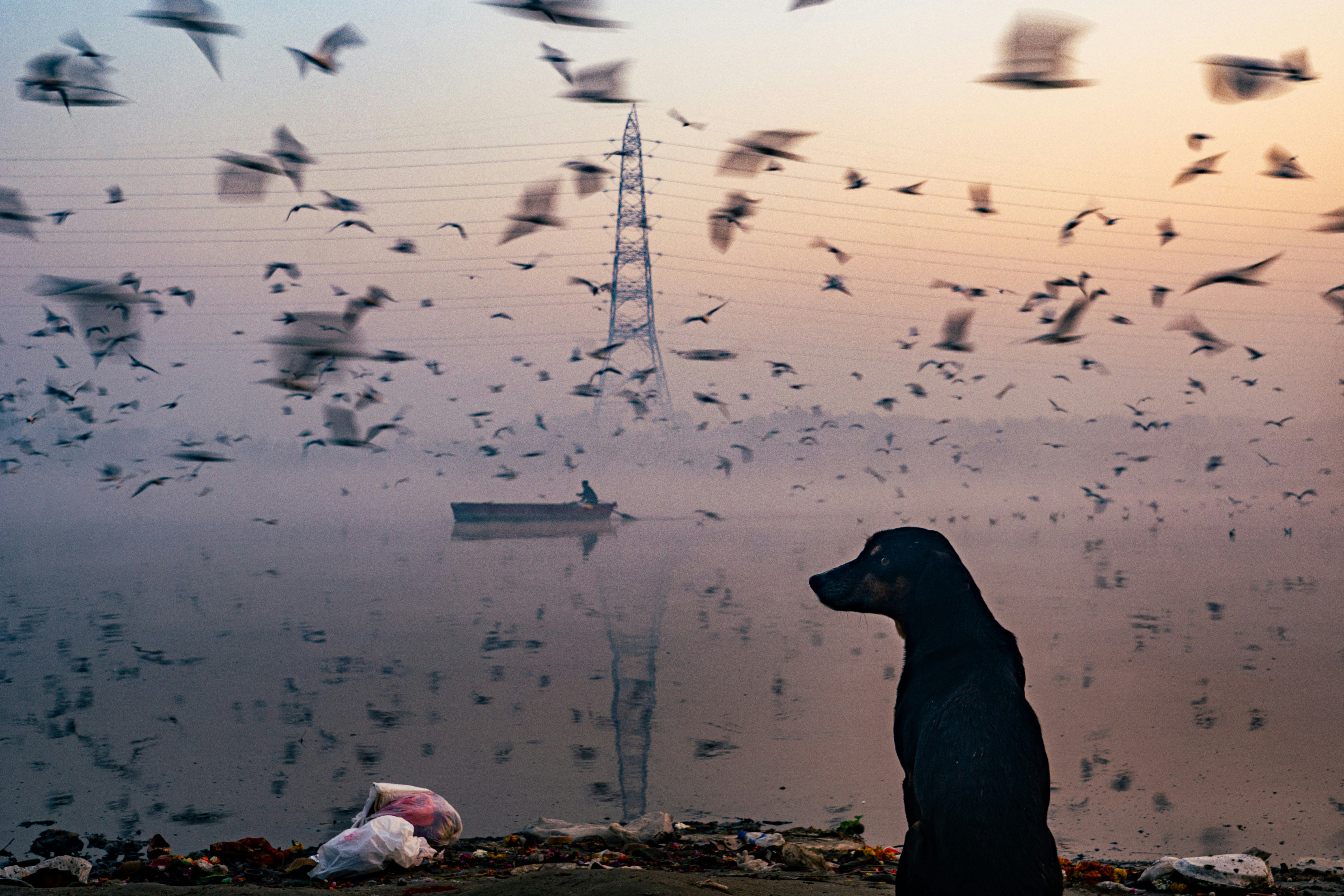 A black dog gazes contemplatively at a flock of birds taking flight over a misty river at dawn, with a distant boat silhouetted against the soft morning light.