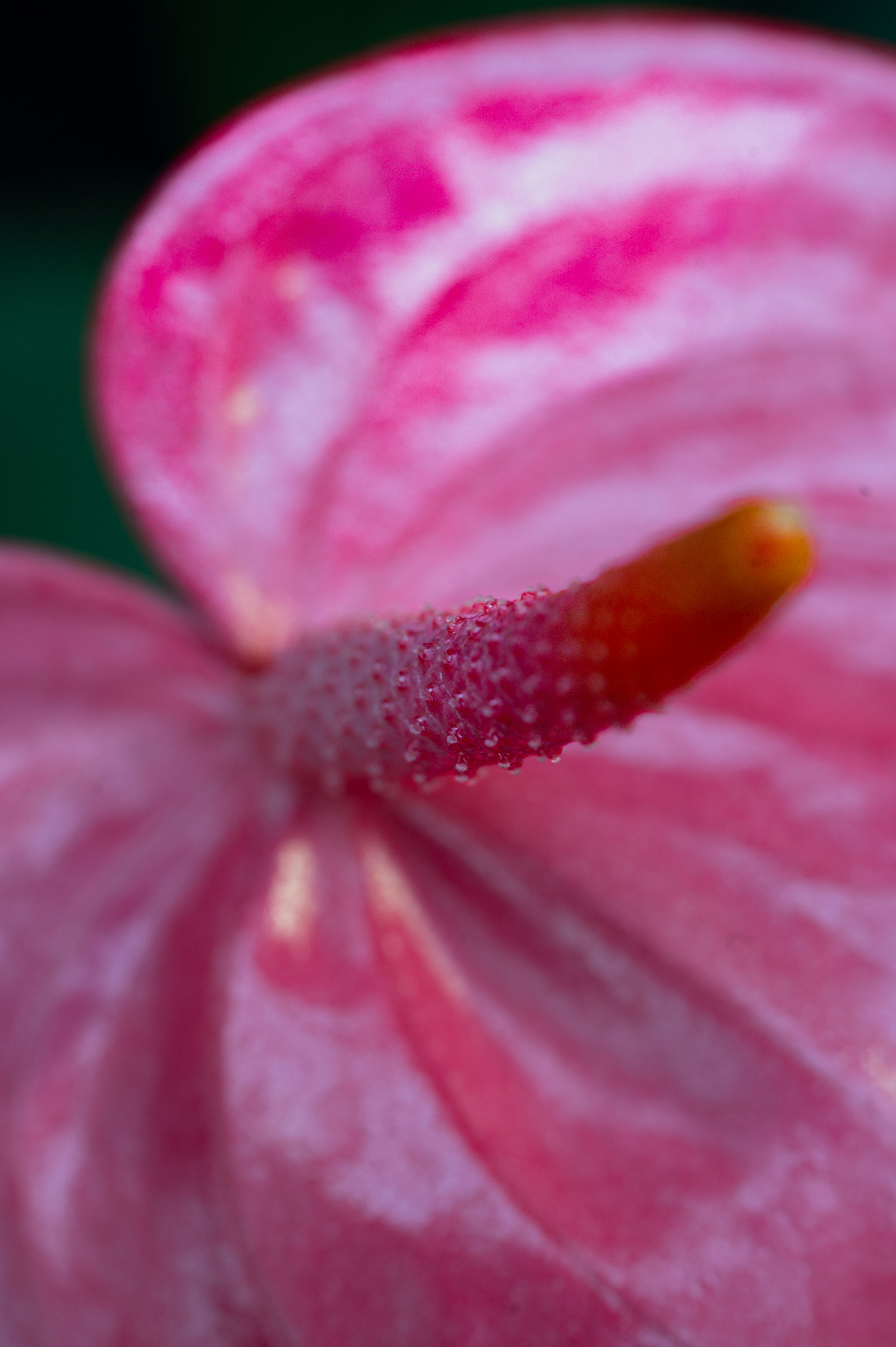 Close-up of a vibrant pink anthurium flower