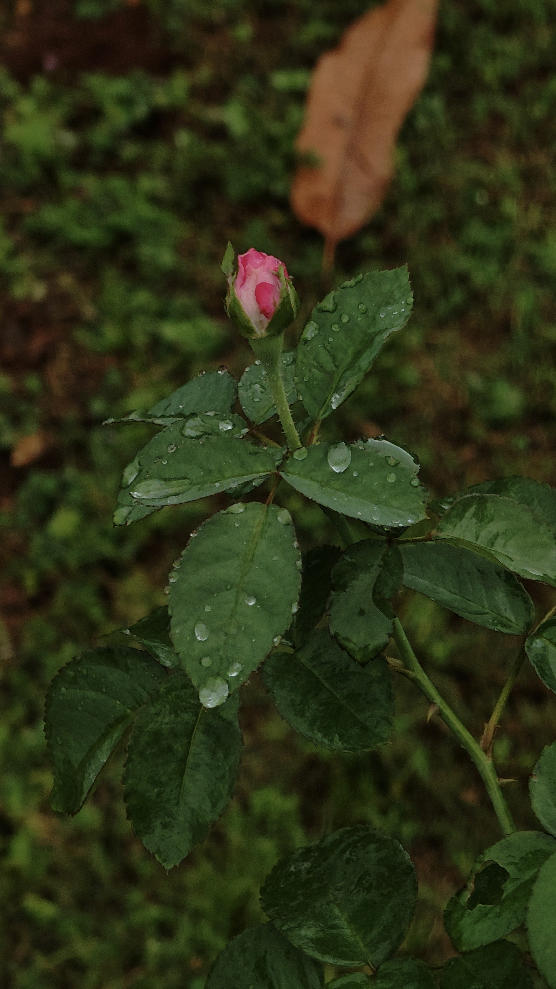 Do tag me and comment if you loved the picture 😄 ! | A pink rose bud with water droplets on leaves.
