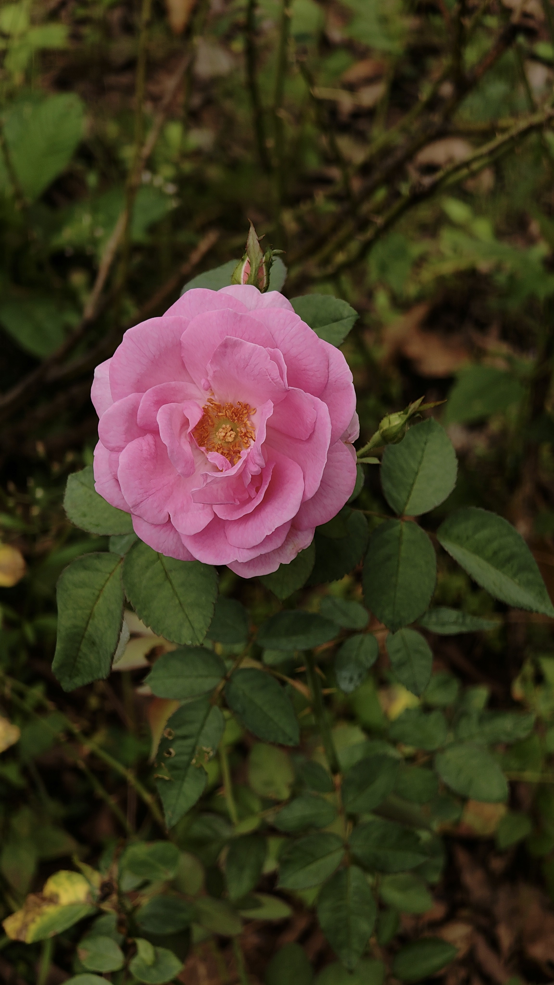 Do tag me and comment if you loved the picture 😄 ! | A single pink rose bloom with green leaves.