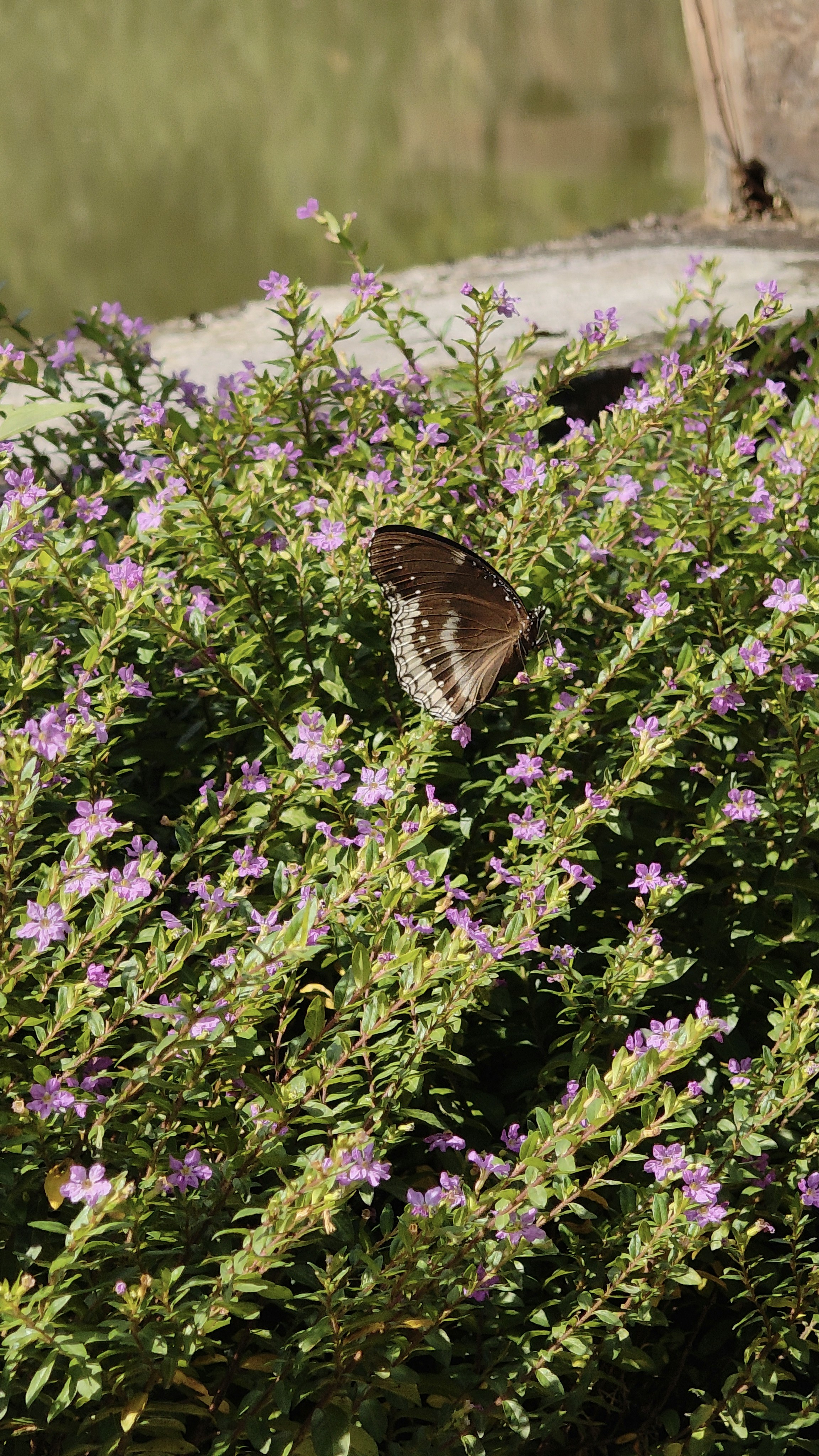 A butterfly rests delicately on vibrant purple flowers, showcasing the harmony of nature in a serene setting.