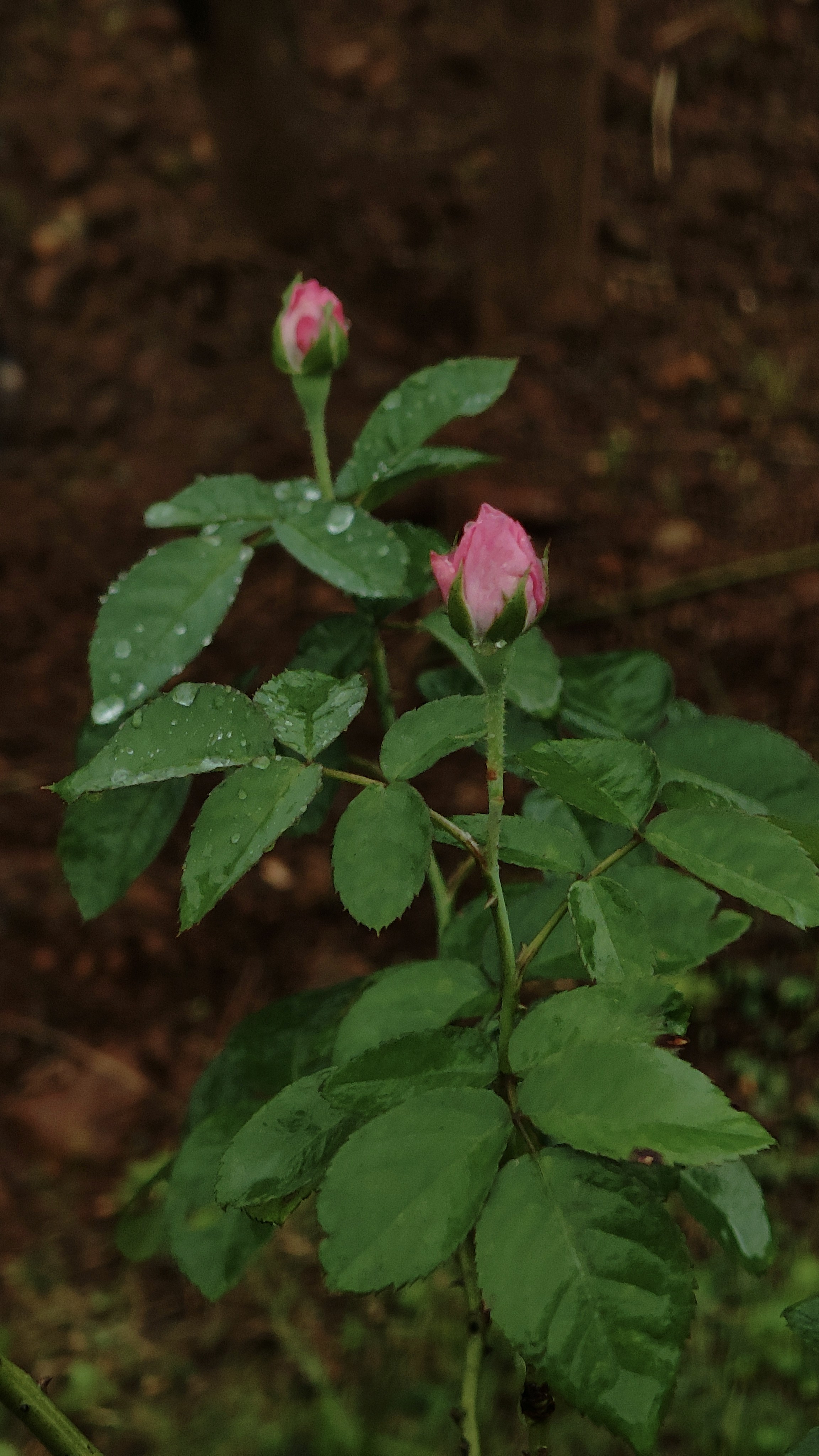 Do tag me and comment if you loved the picture 😄