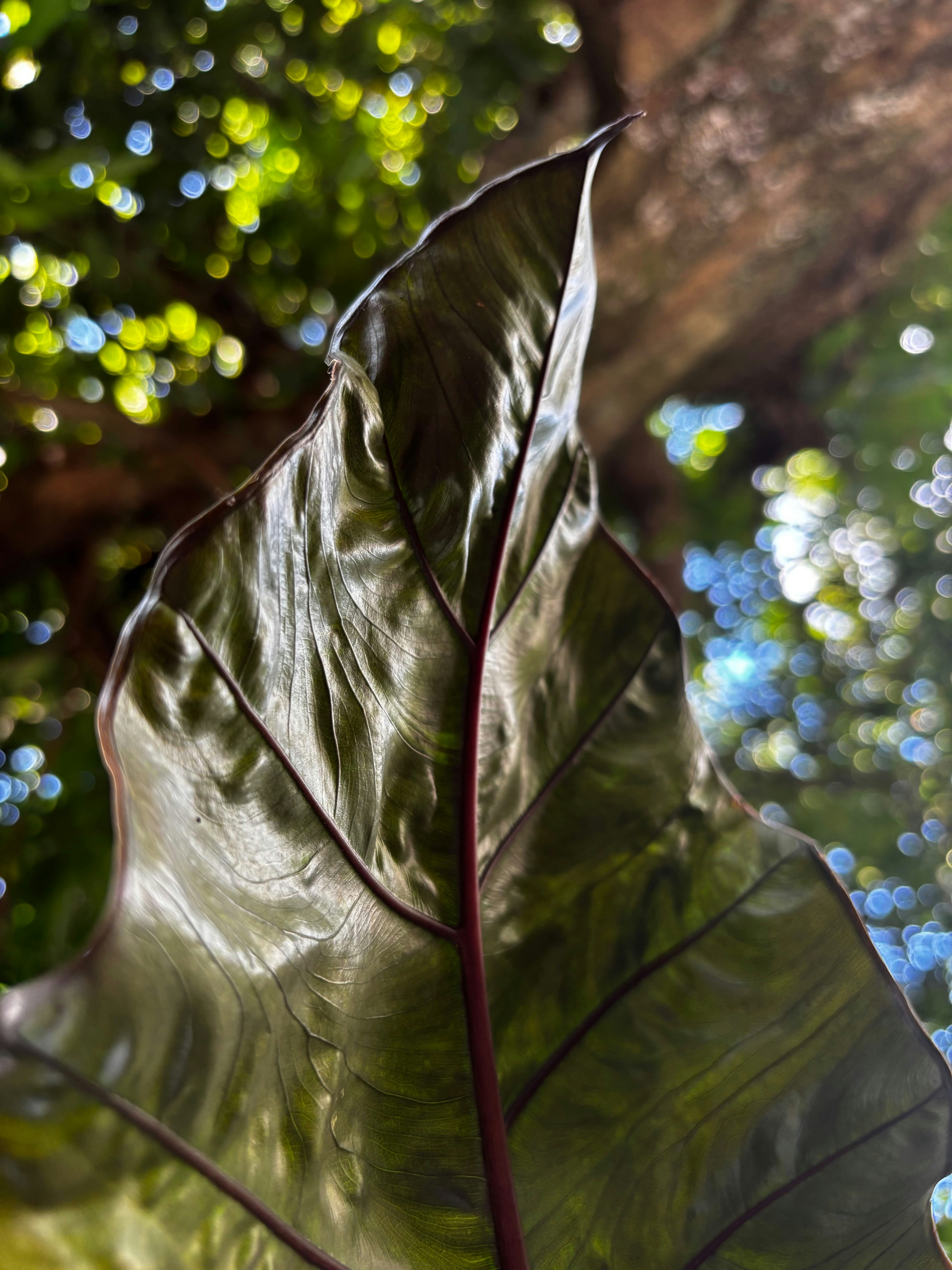 Veins of Nature: A Leaf's Perspective