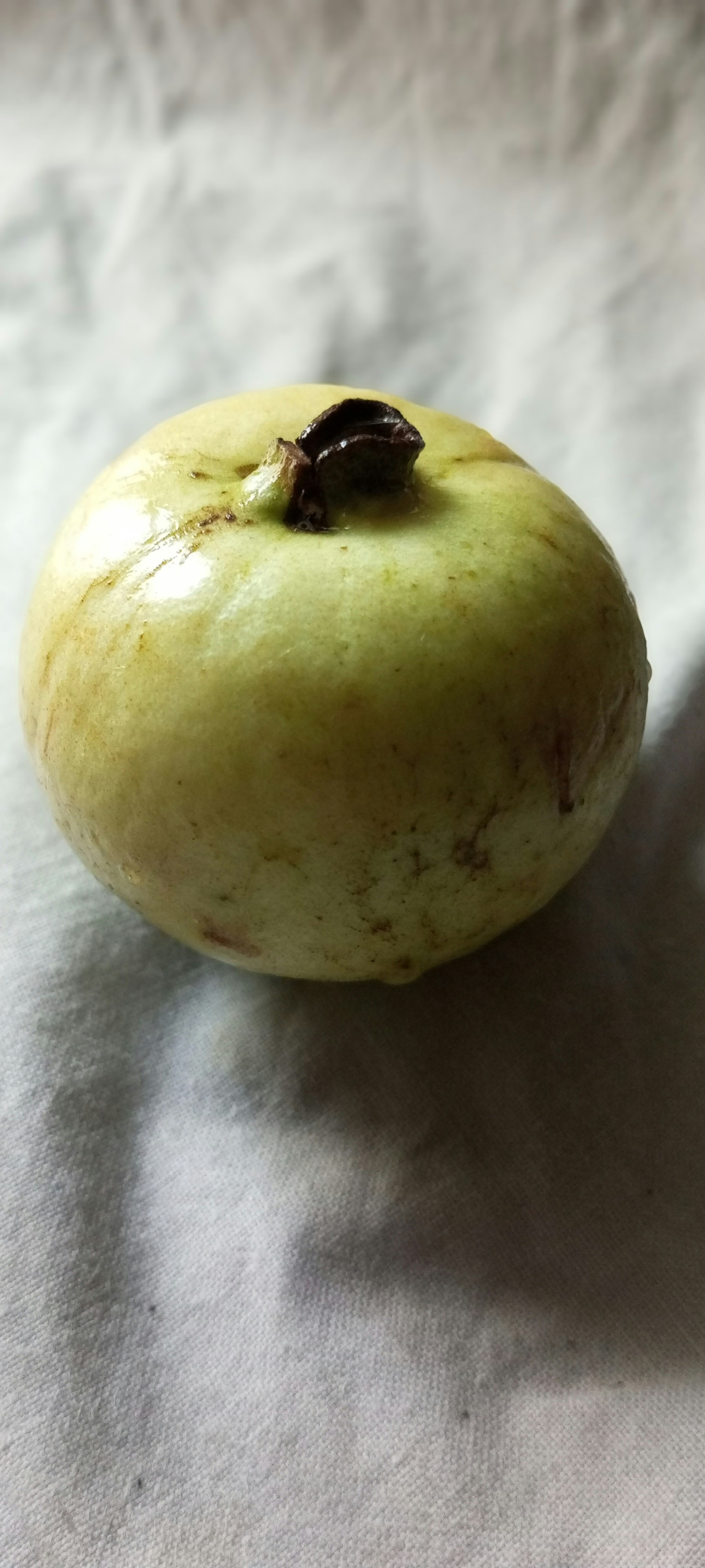 Fresh guava. | A single unripe guava fruit on a white cloth.