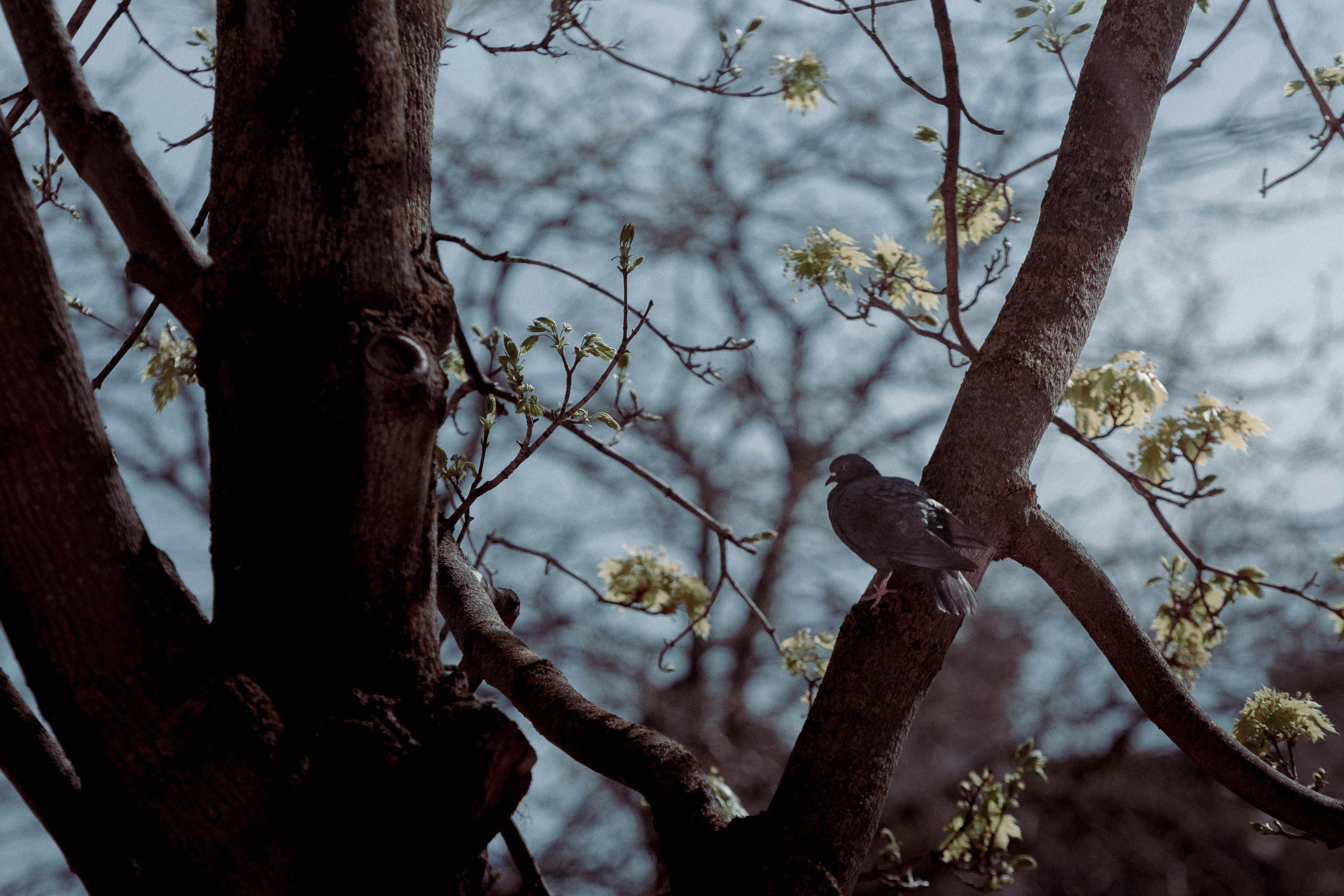 A solitary bird rests on a branch adorned with budding flowers, set against a softly blurred background of tree limbs. 