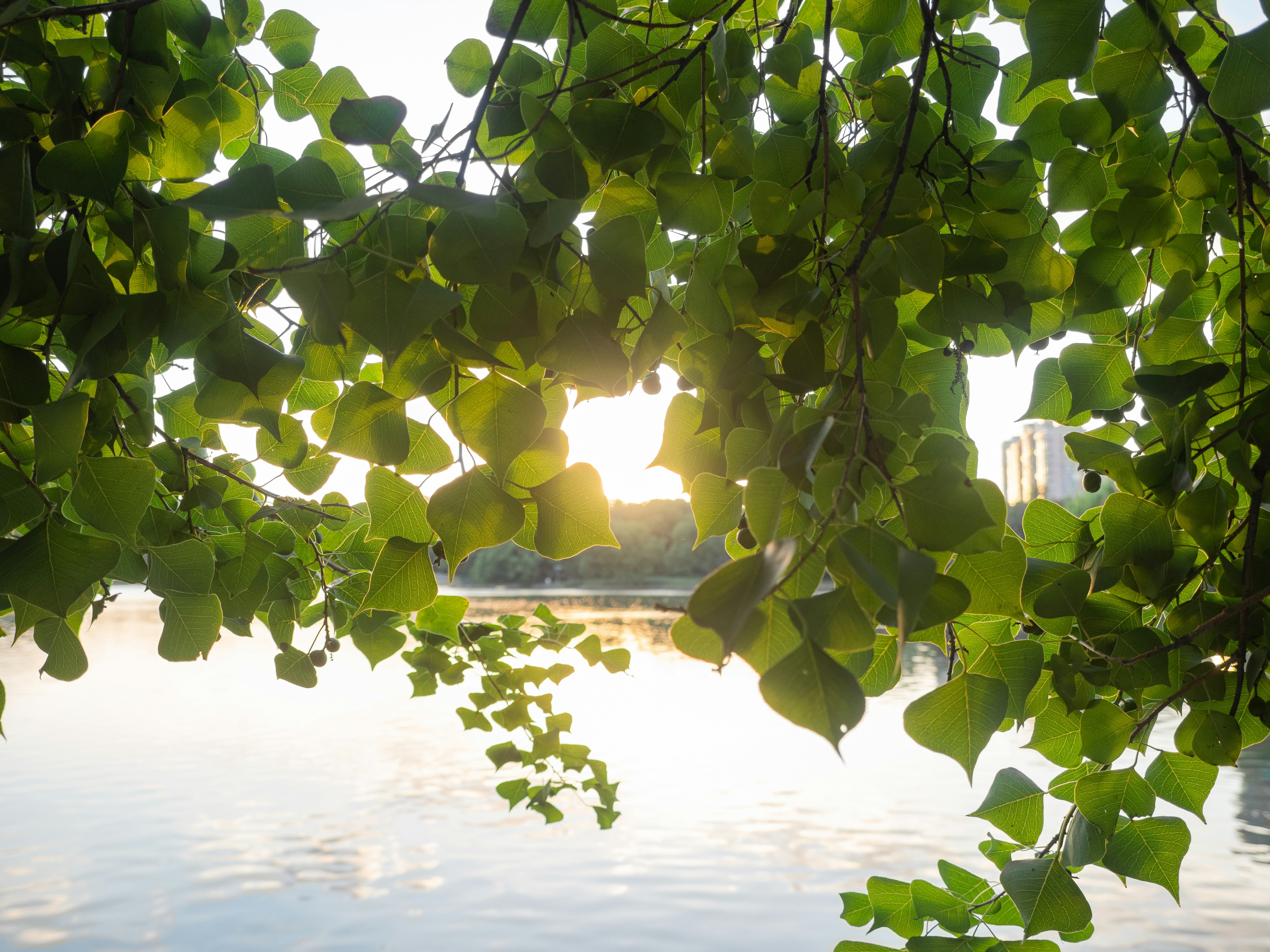 Whispers of Nature at Dusk