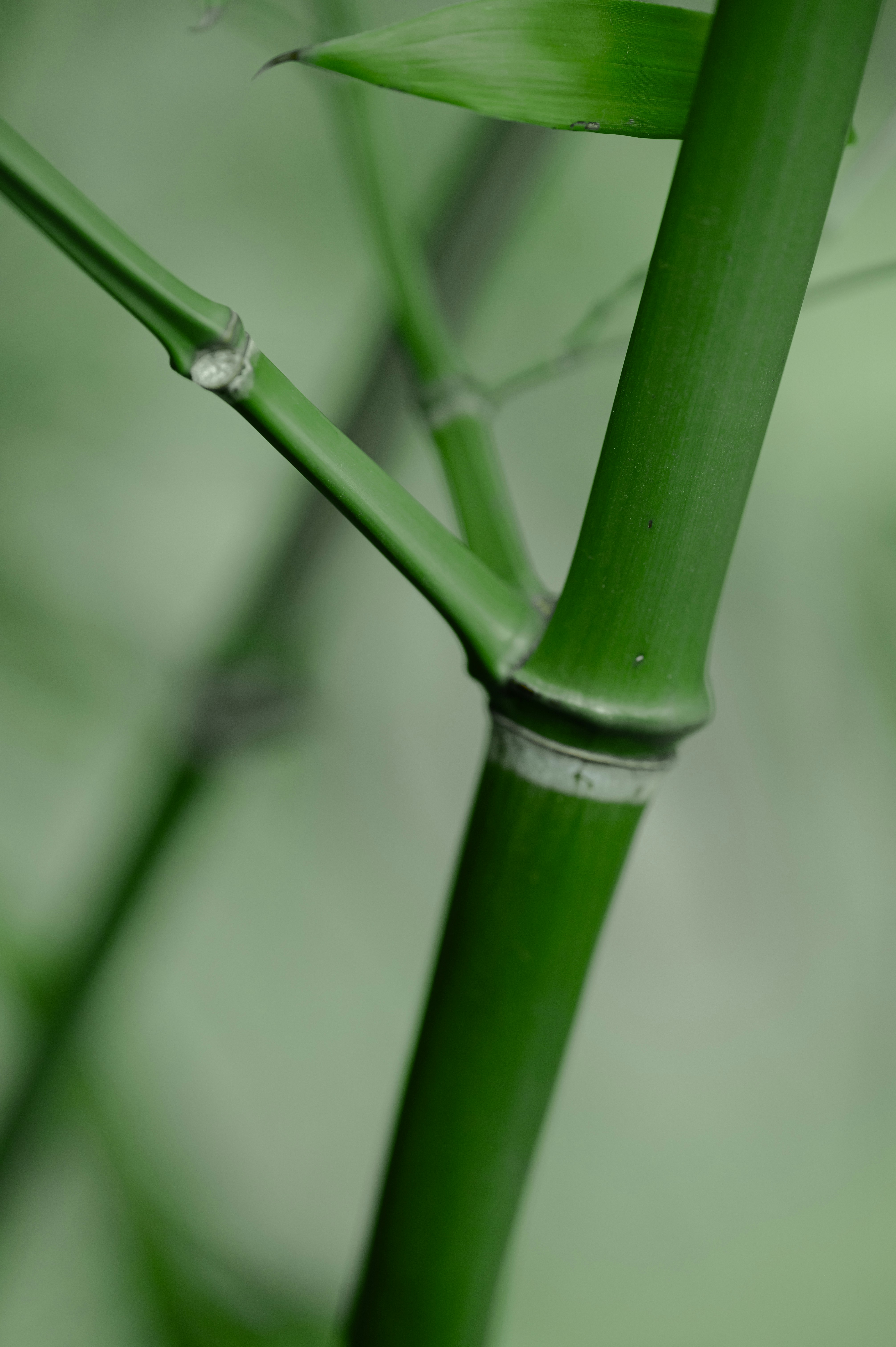Whispers of Green: The Elegance of Bamboo