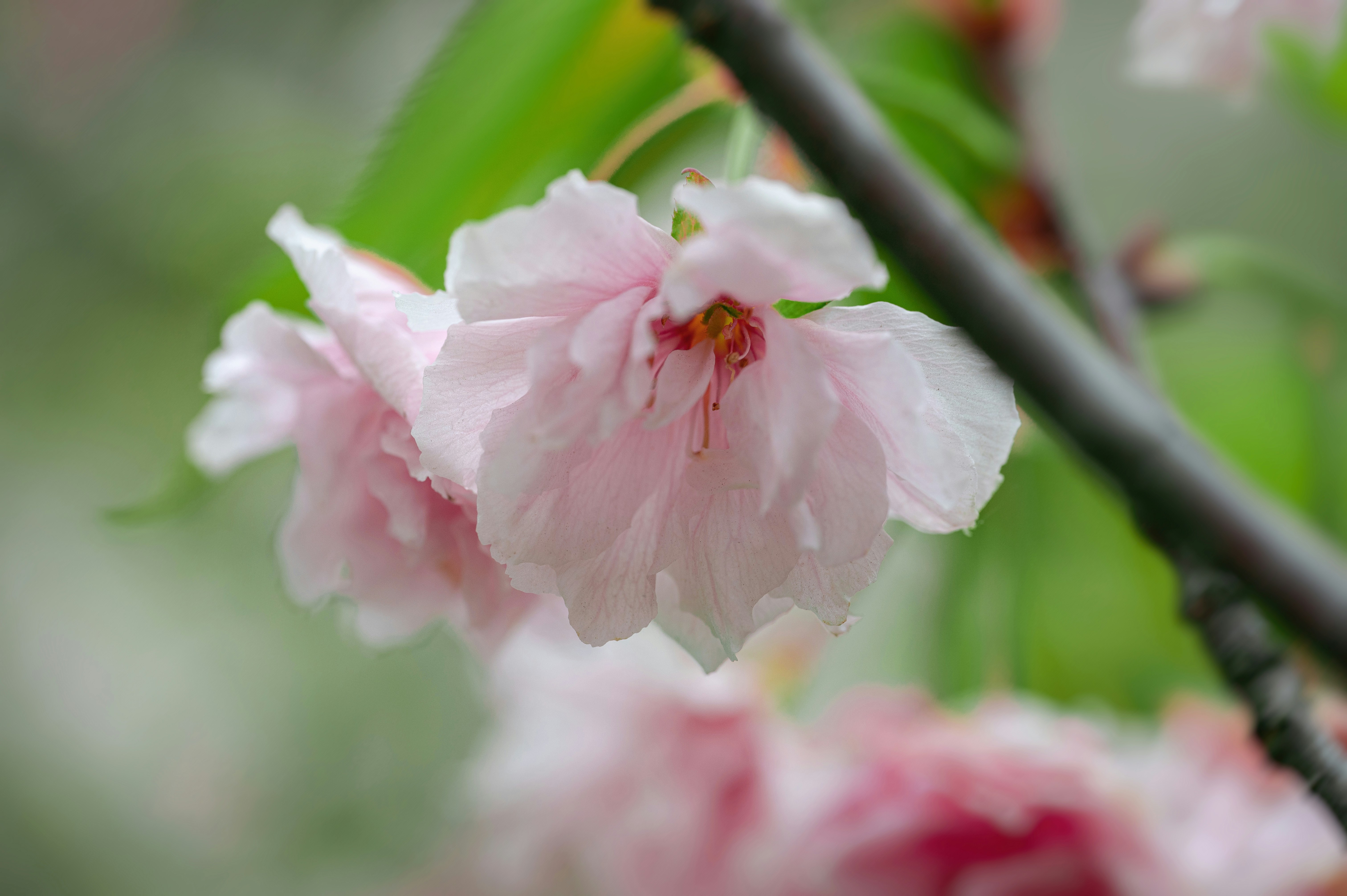 Whispers of Spring: The Cherry Blossom's Elegance