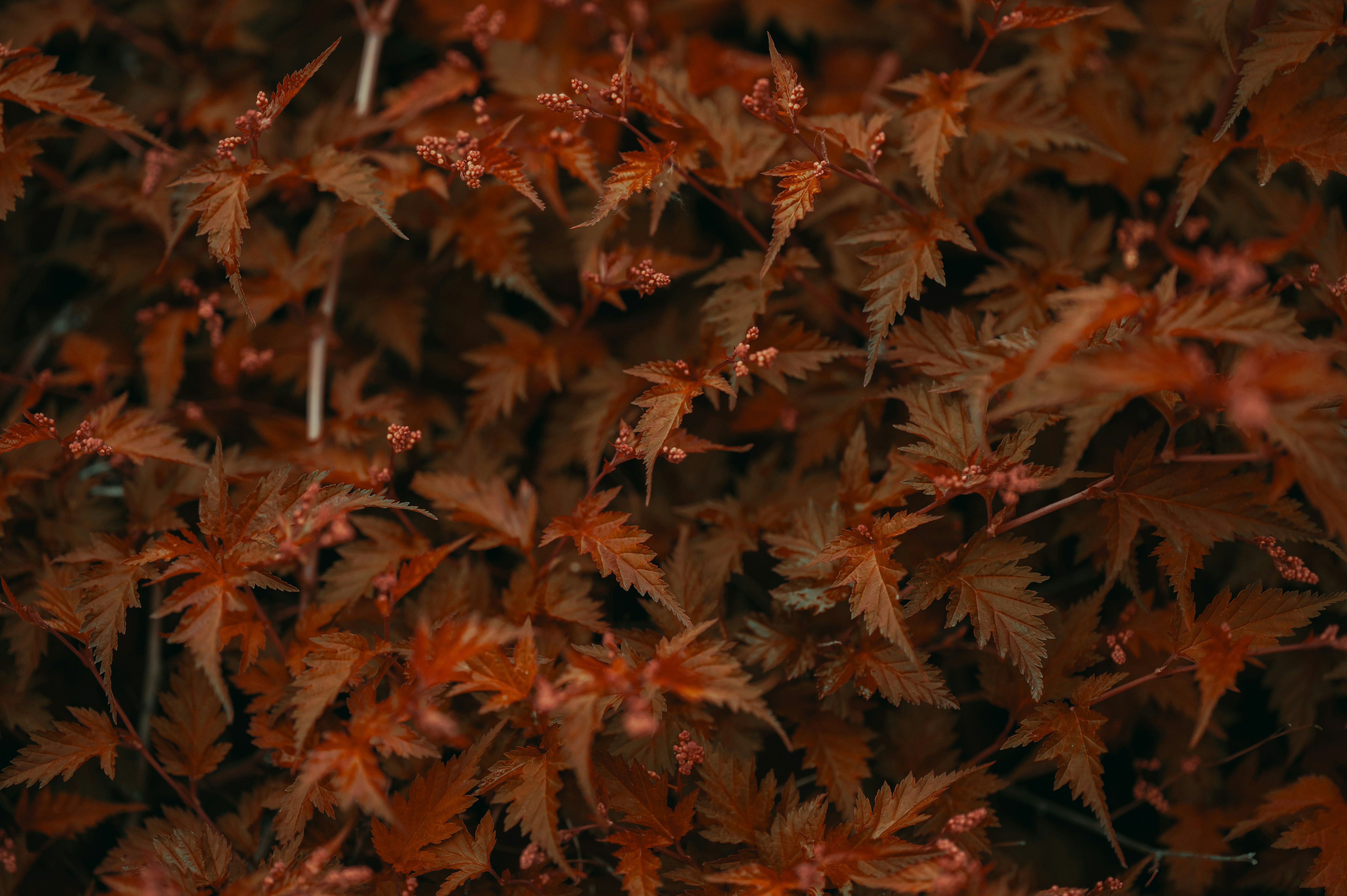 Crimson Canopy: Close-Up of Autumn Maple Leaves