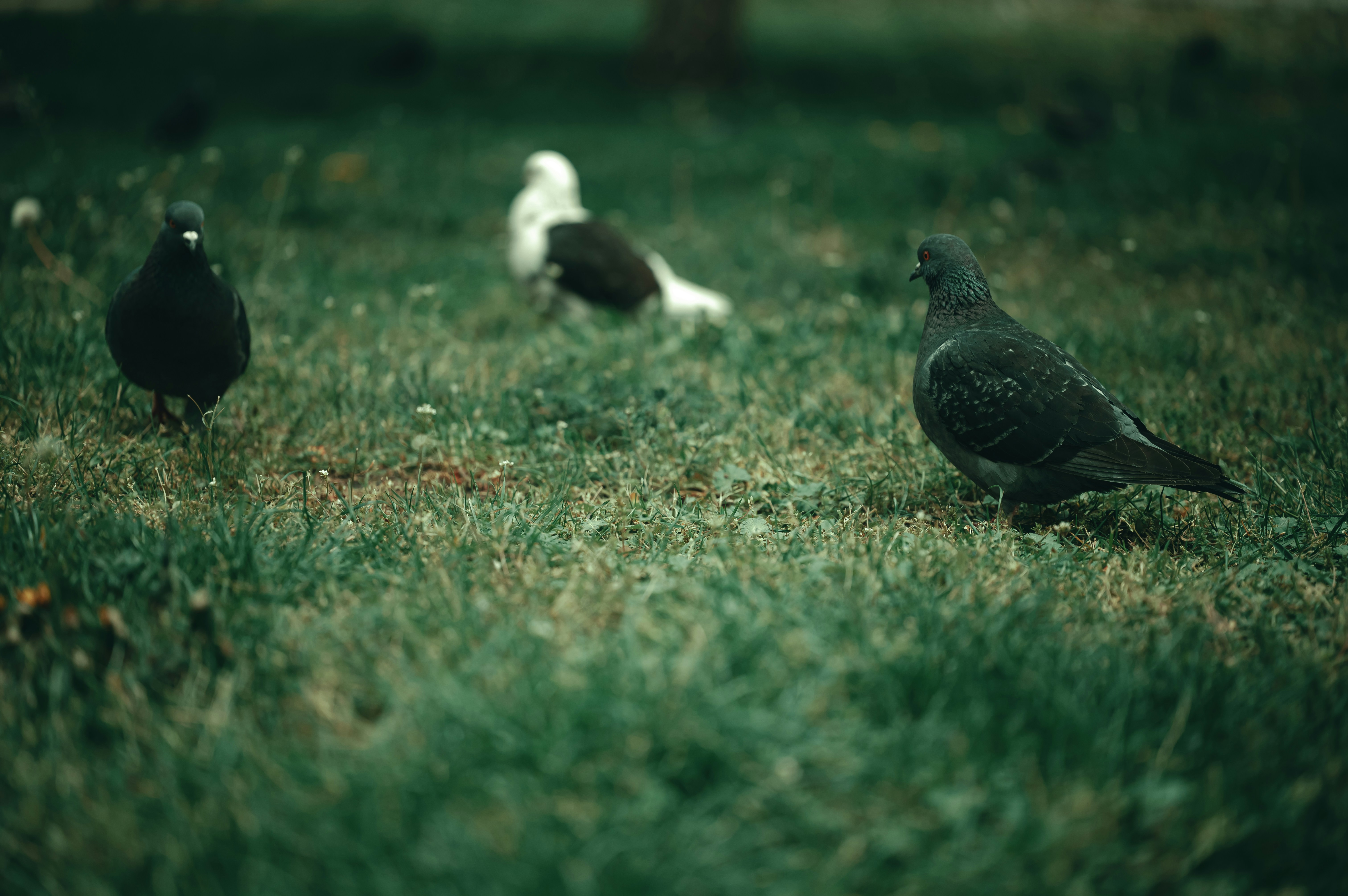 Three pigeons standing on a grassy lawn.