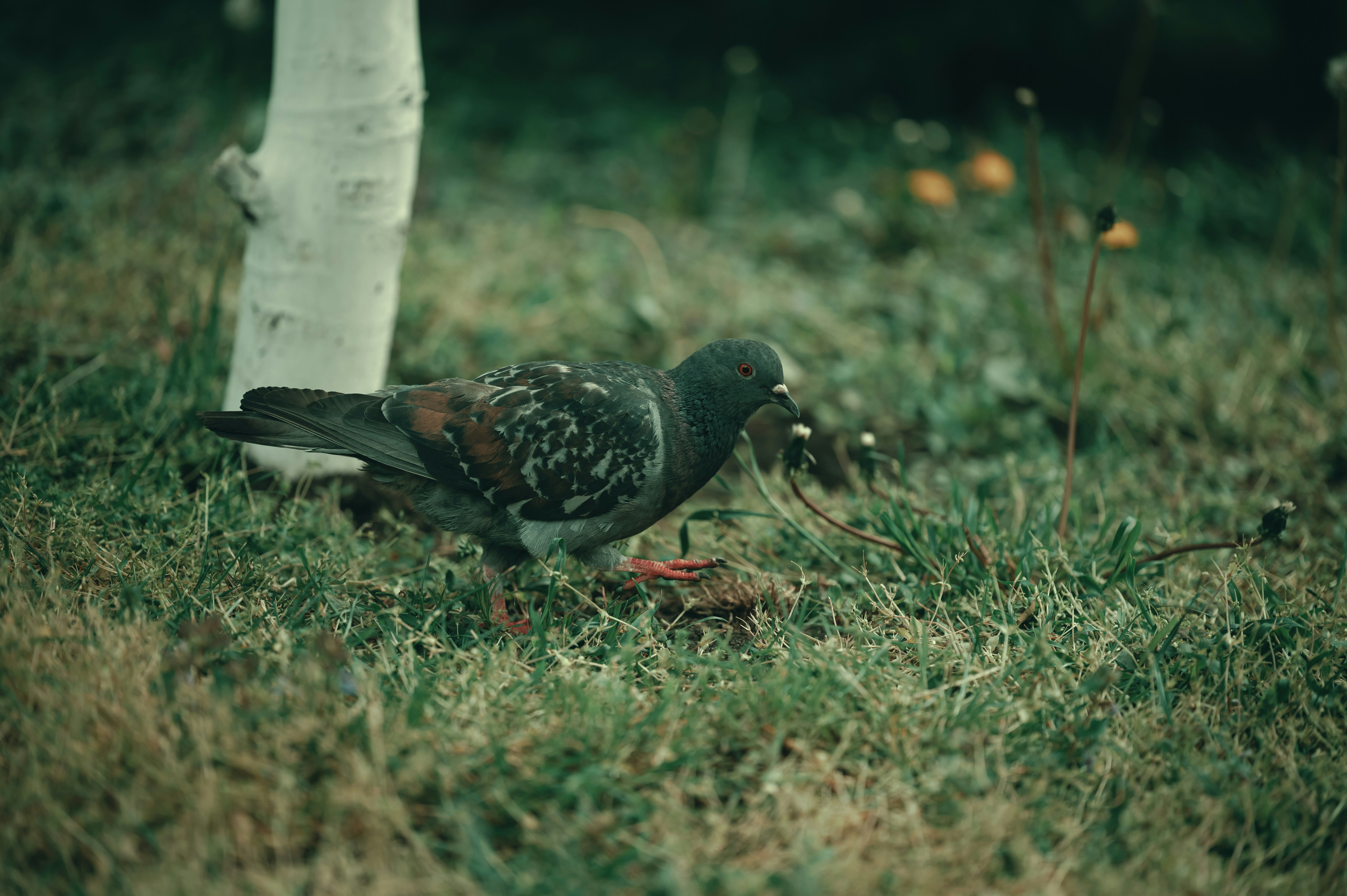A pigeon pecking at the ground in grass.