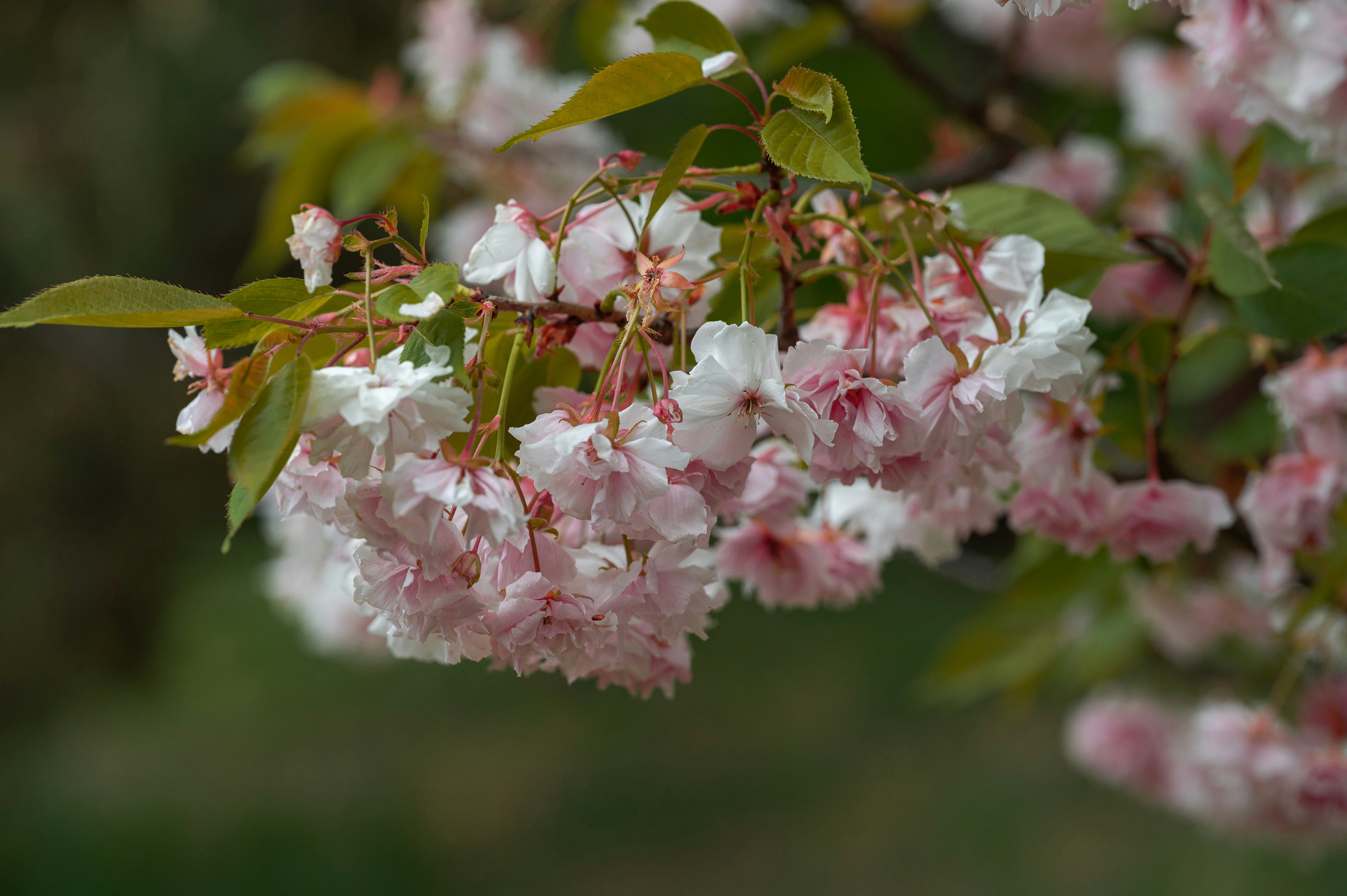 Close-up of delicate pink cherry blossoms on a branch.