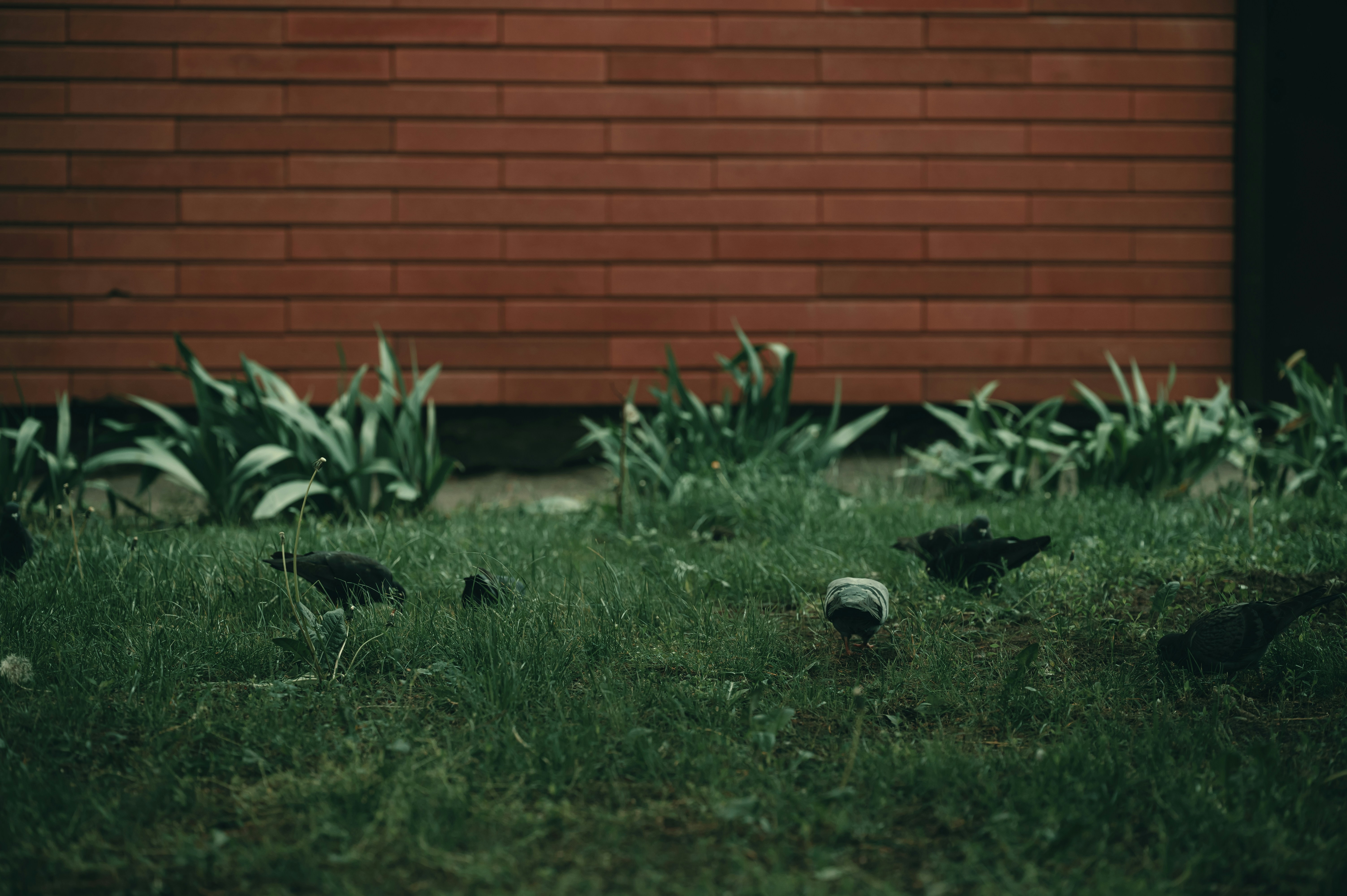 Urban Nesting Grounds: A Study in Nature's Resilience