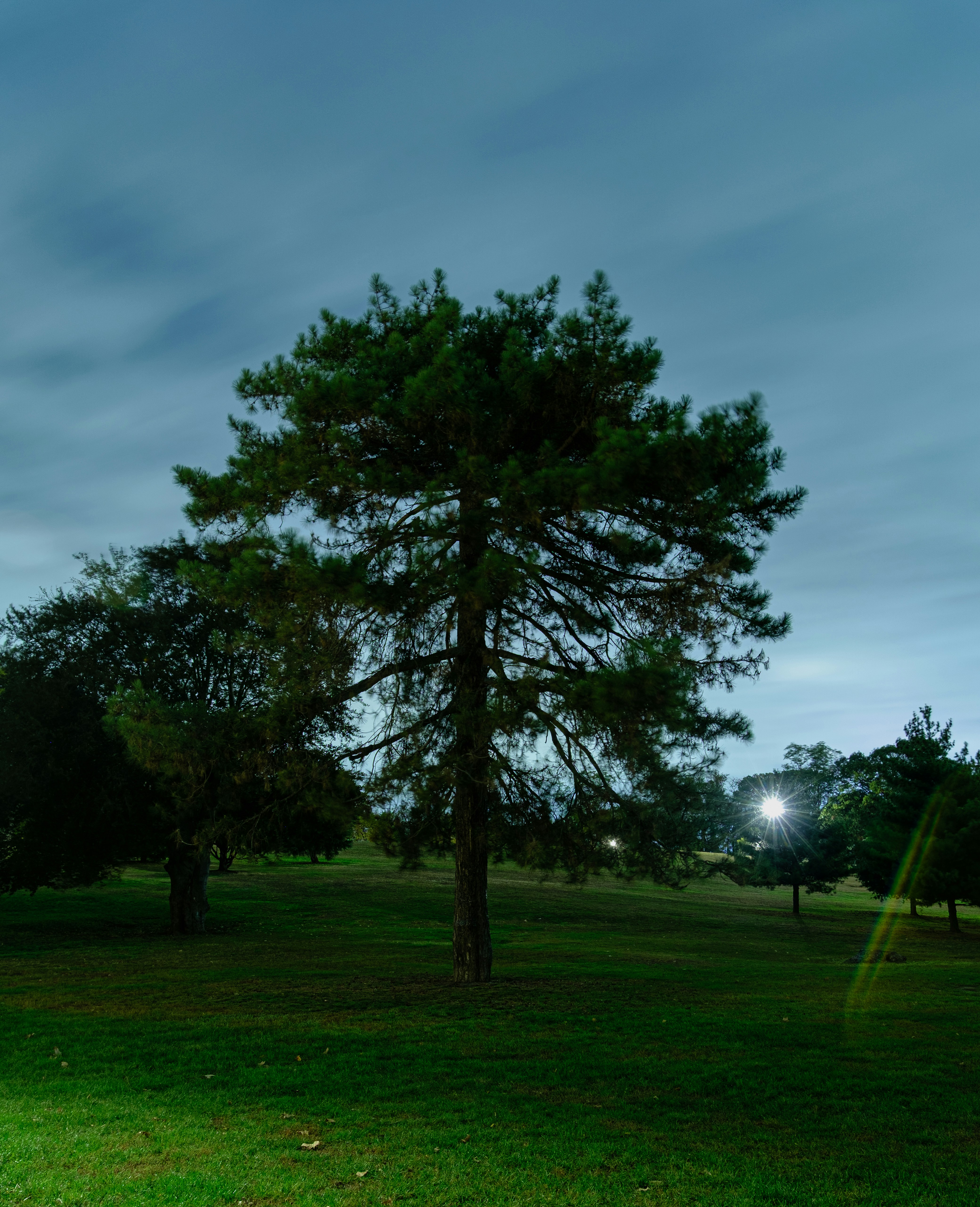 Whispers of the Night: A Tree's Solitary Vigil