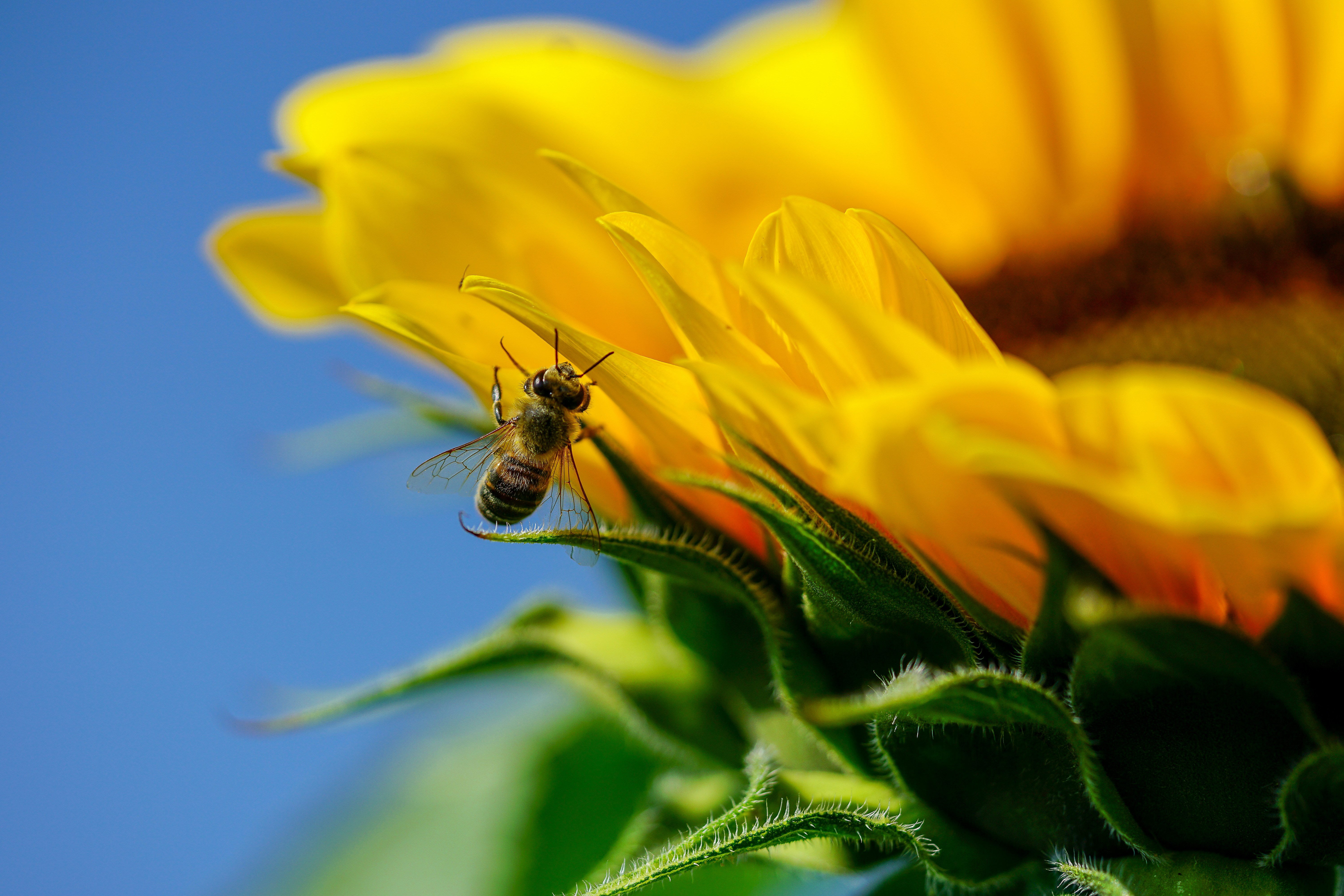Biene bei der Arbeit | A bee crawls on a bright yellow sunflower.