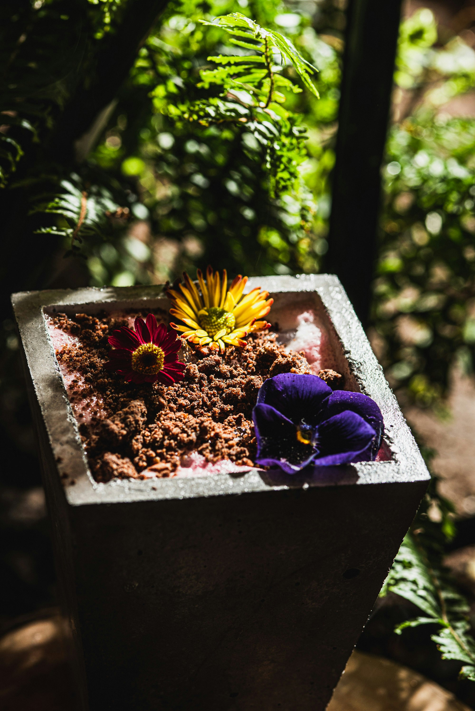 Sunlit Trio: Orange, Red, and Purple Blooms in a Concrete Planter