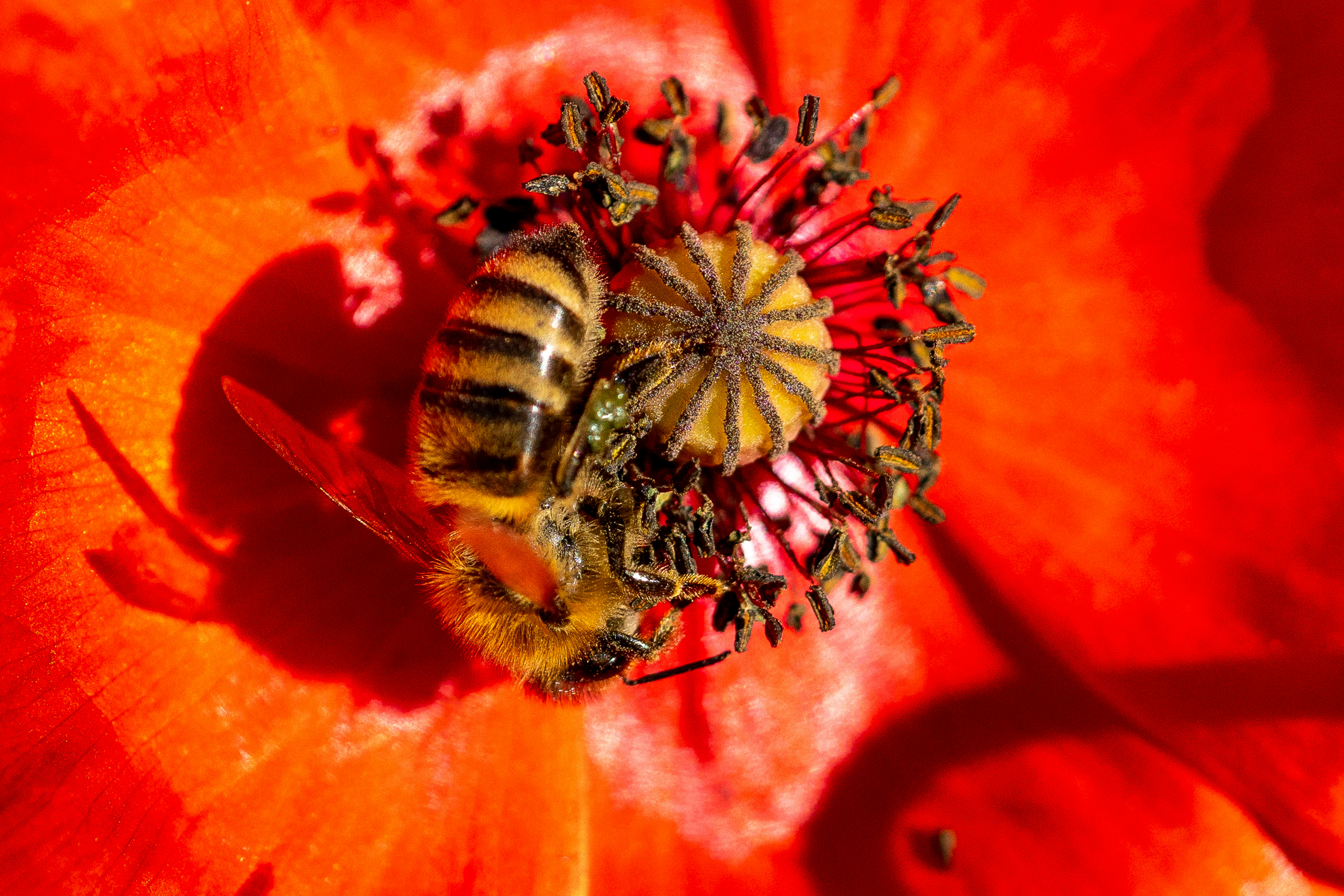 A bee collecting pollen from a red poppy flower