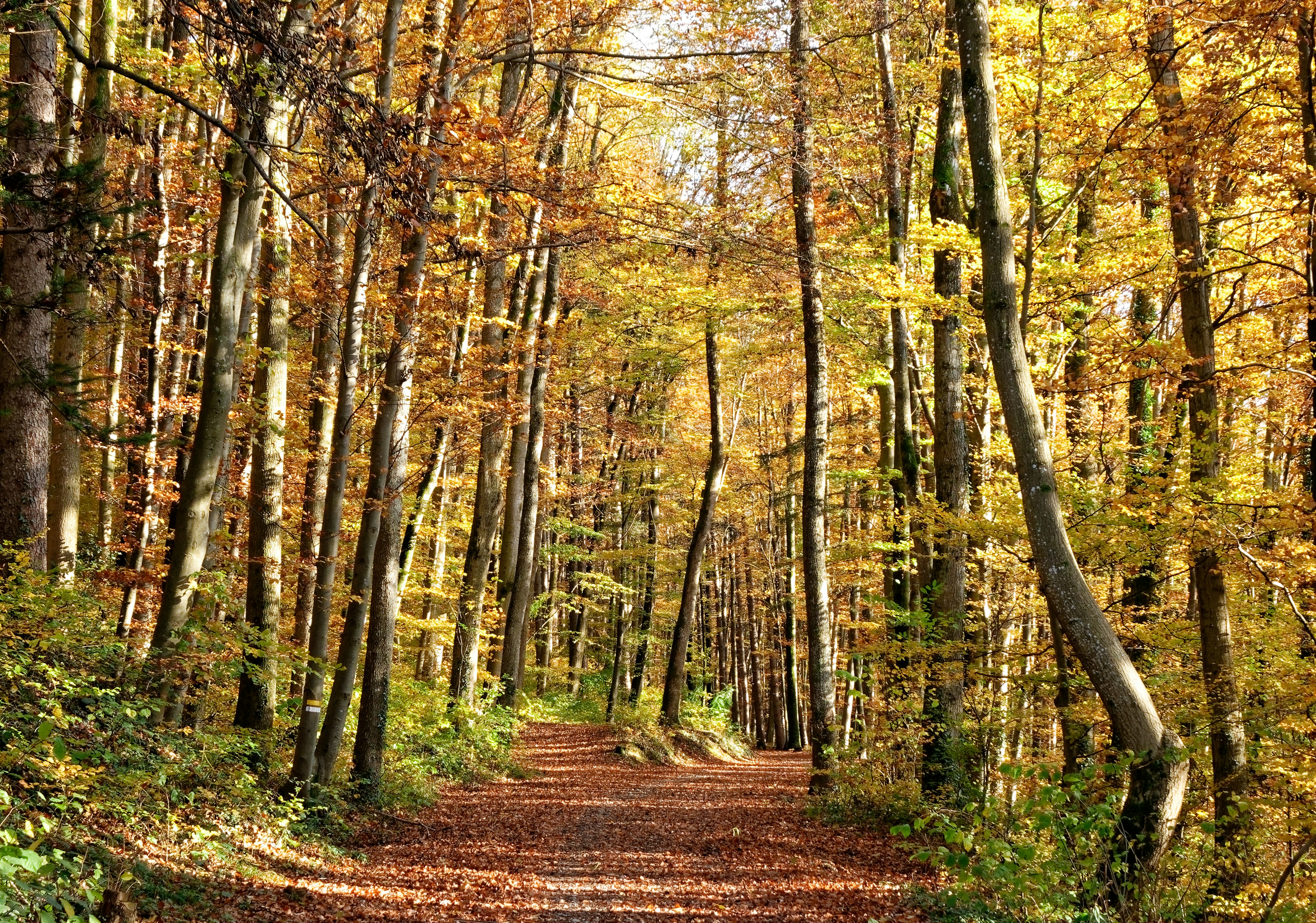 Herbst Stimmung auf einem Wanderweg. | A path through an autumn forest with colorful leaves.
