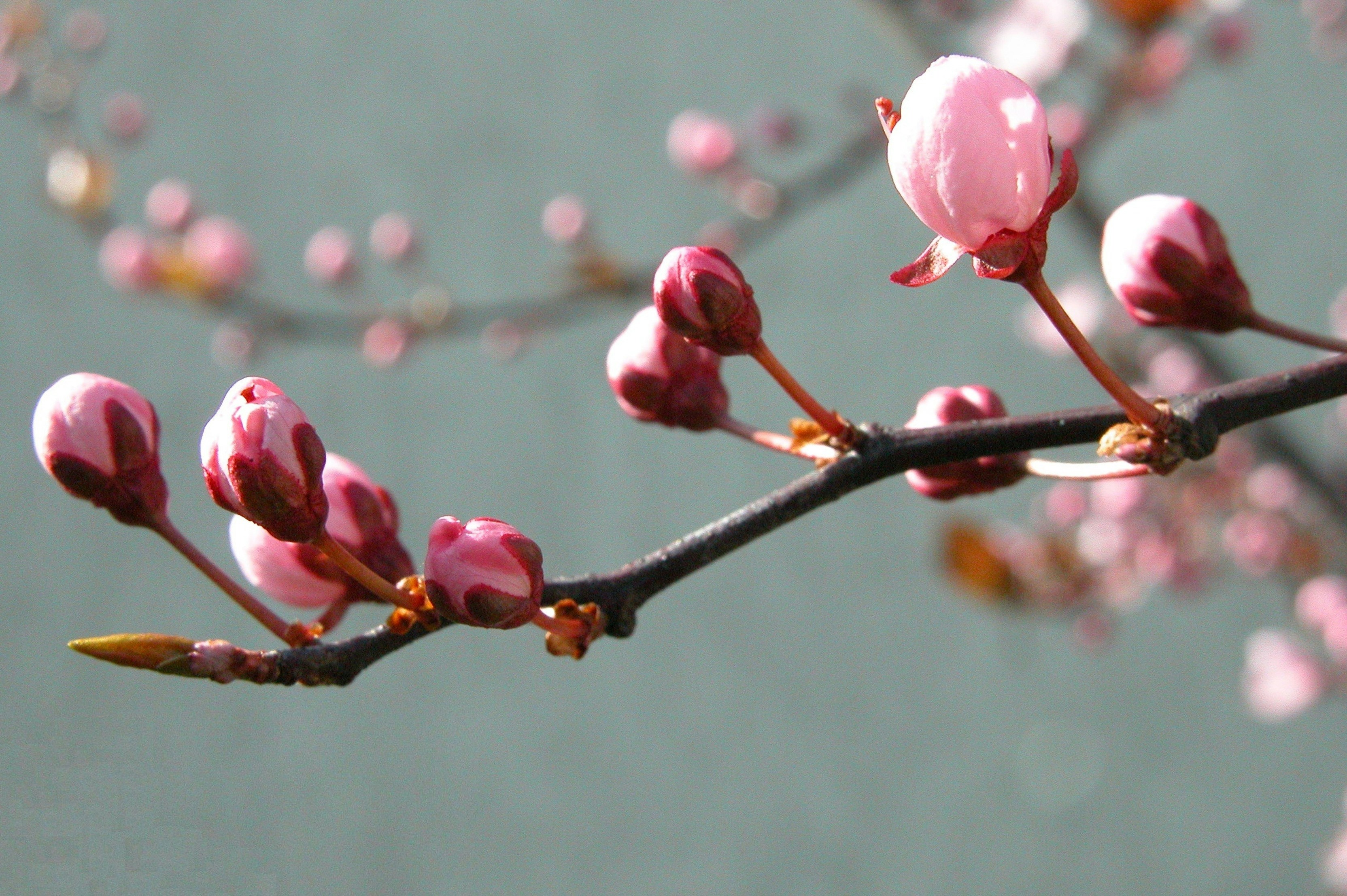 Bourgeons | Pink cherry blossom buds on a branch