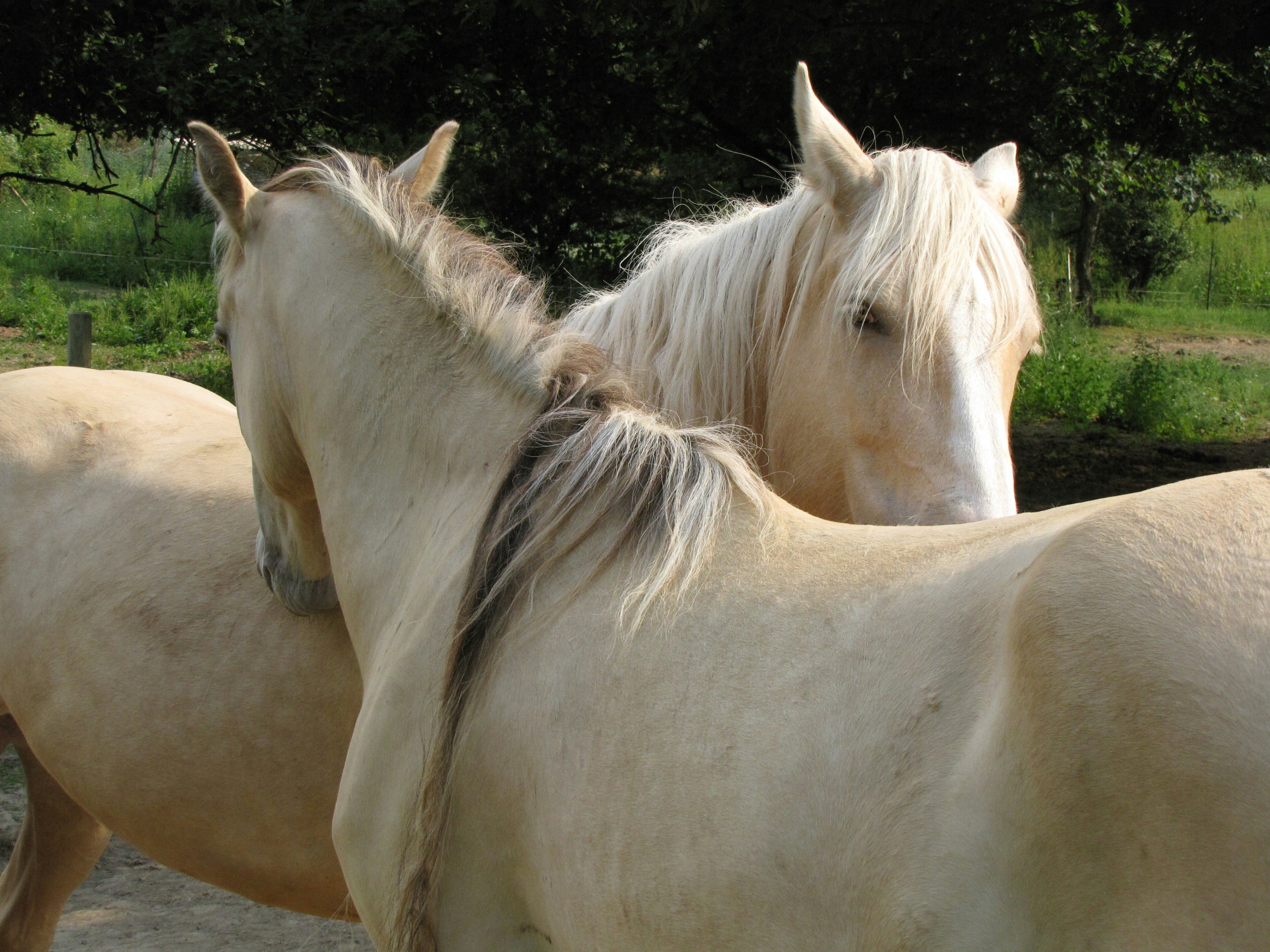 Two palomino horses nuzzle closely in a lush green pasture, embodying a moment of connection and tranquility.