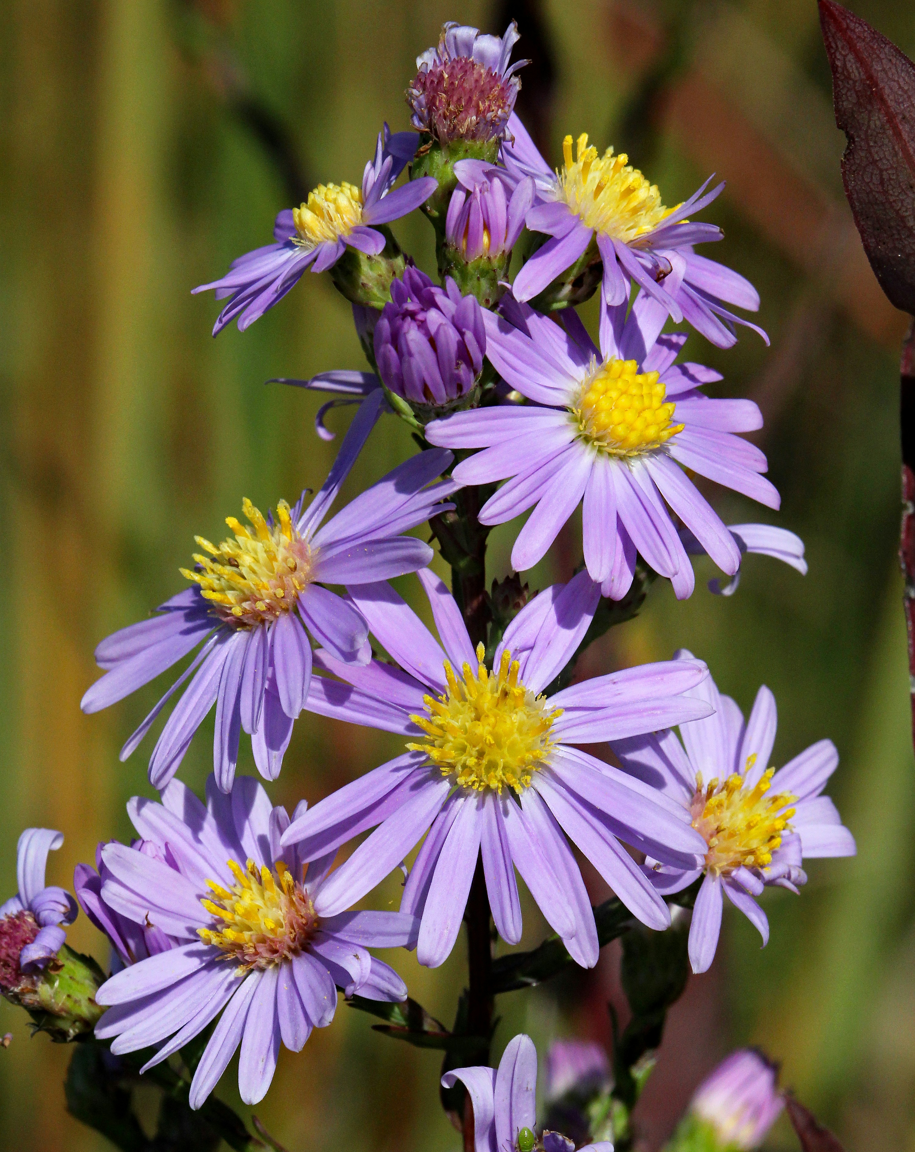 New England aster (Symphyotrichum novae-angliae) Driftless Area, Dane County, WI, USA taken: 9/19/2011, image no: IMG_4696aaaa | Cluster of purple aster flowers with yellow centers