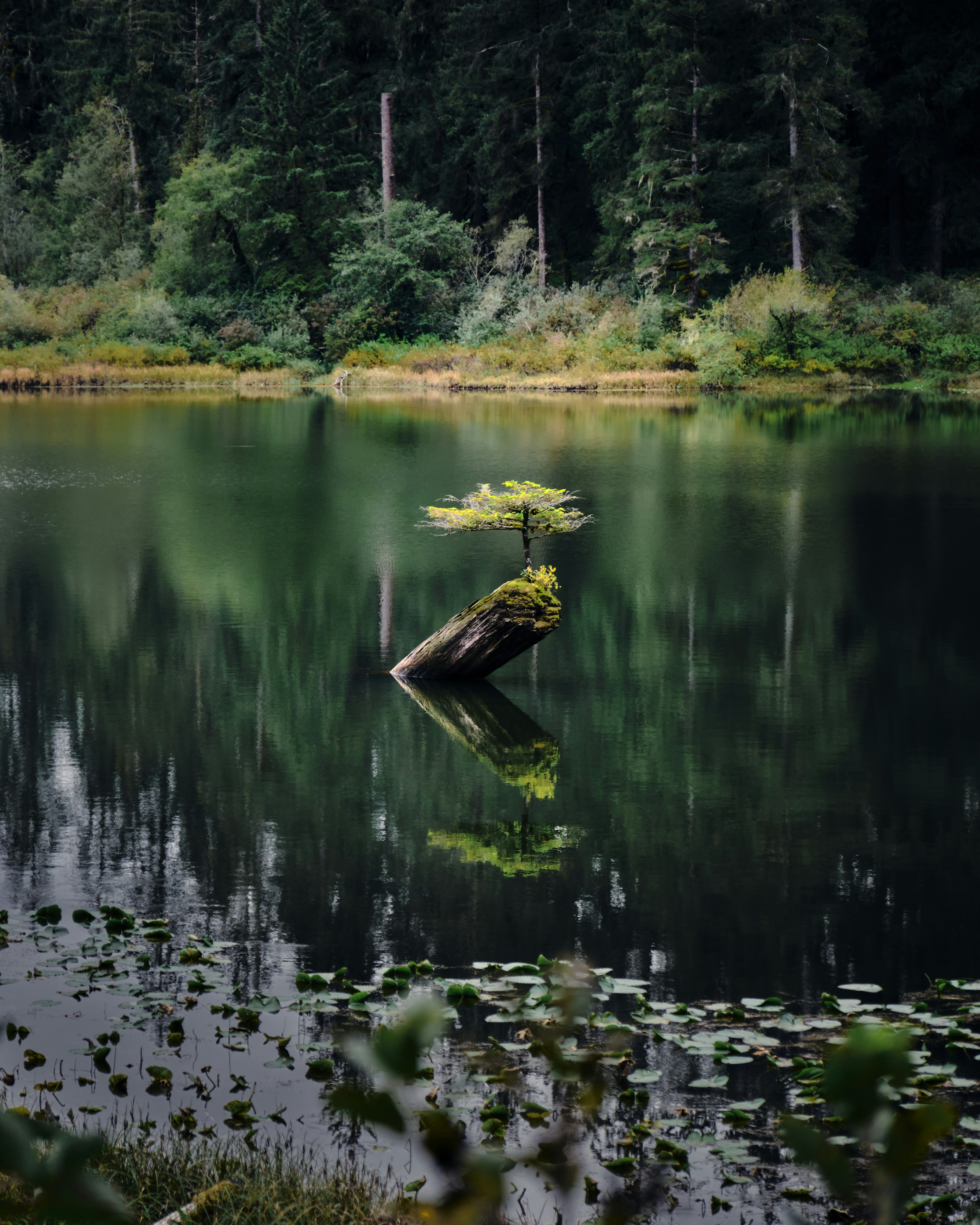 Solitary Resilience: Nature’s Triumph on a Stump