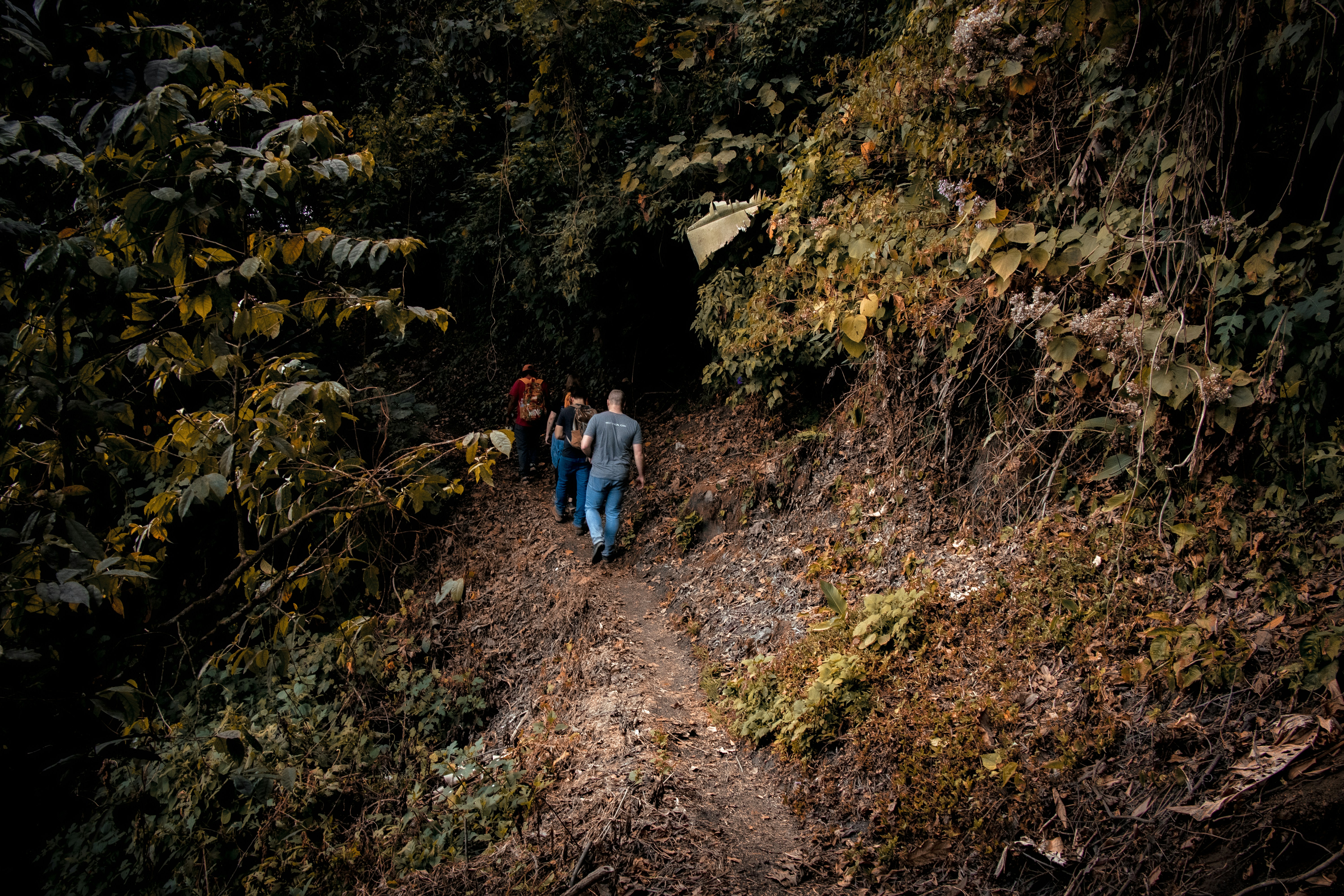 Three hikers navigate a winding trail surrounded by lush foliage in a dense forest. The path leads into a mysterious, shaded area.